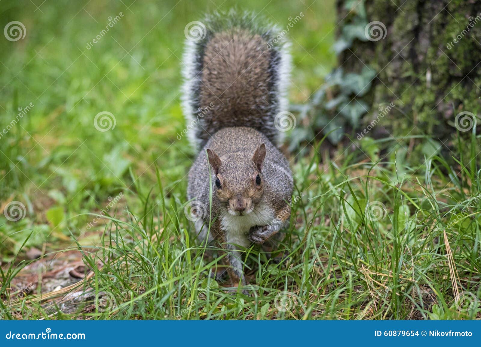 Ekorre arkivfoto. Bild av litet, ekorre, stänga, utomhus - 60879654