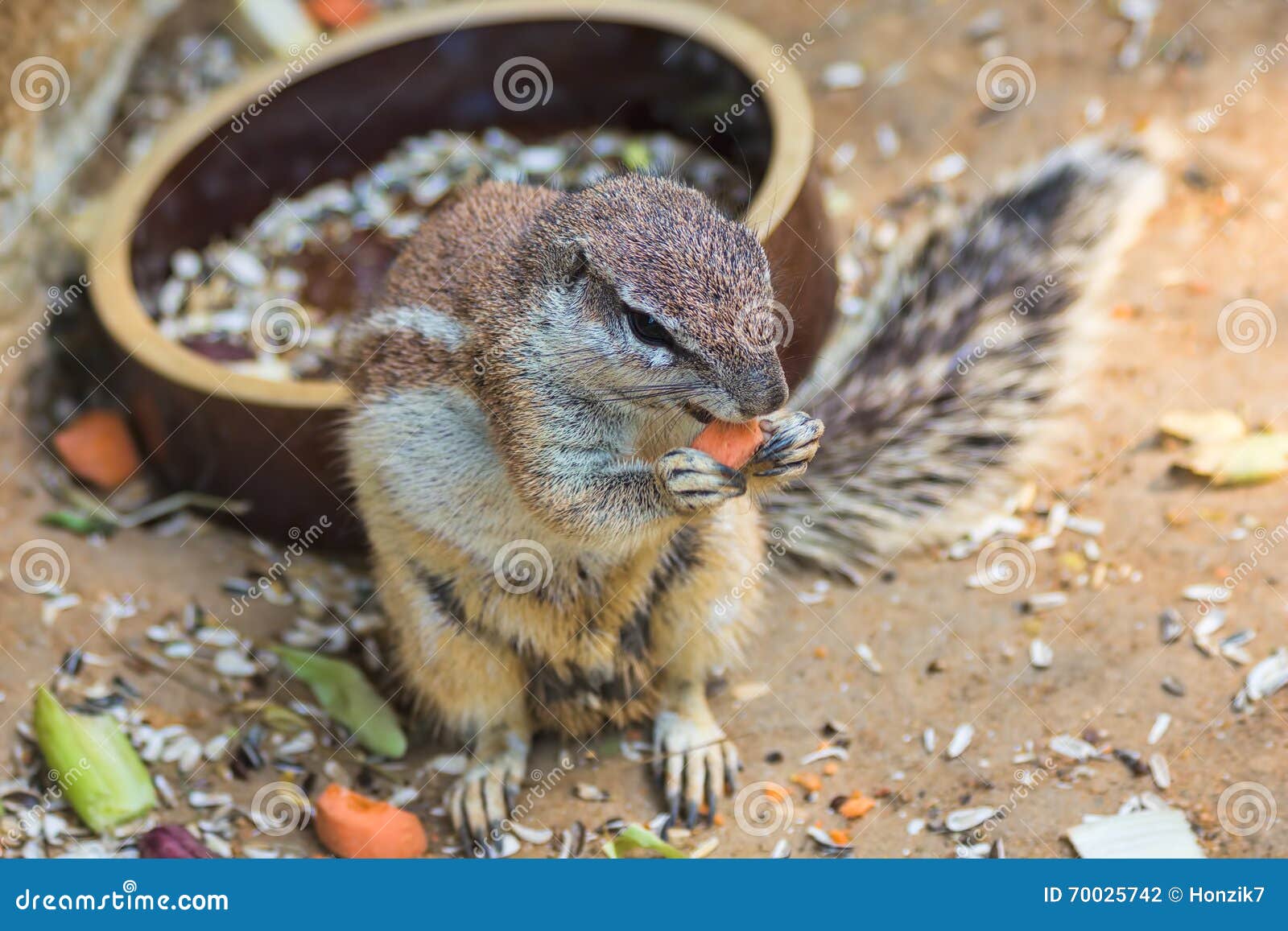 Ekorre arkivfoto. Bild av parkera, skönhet, förtjusande - 70025742