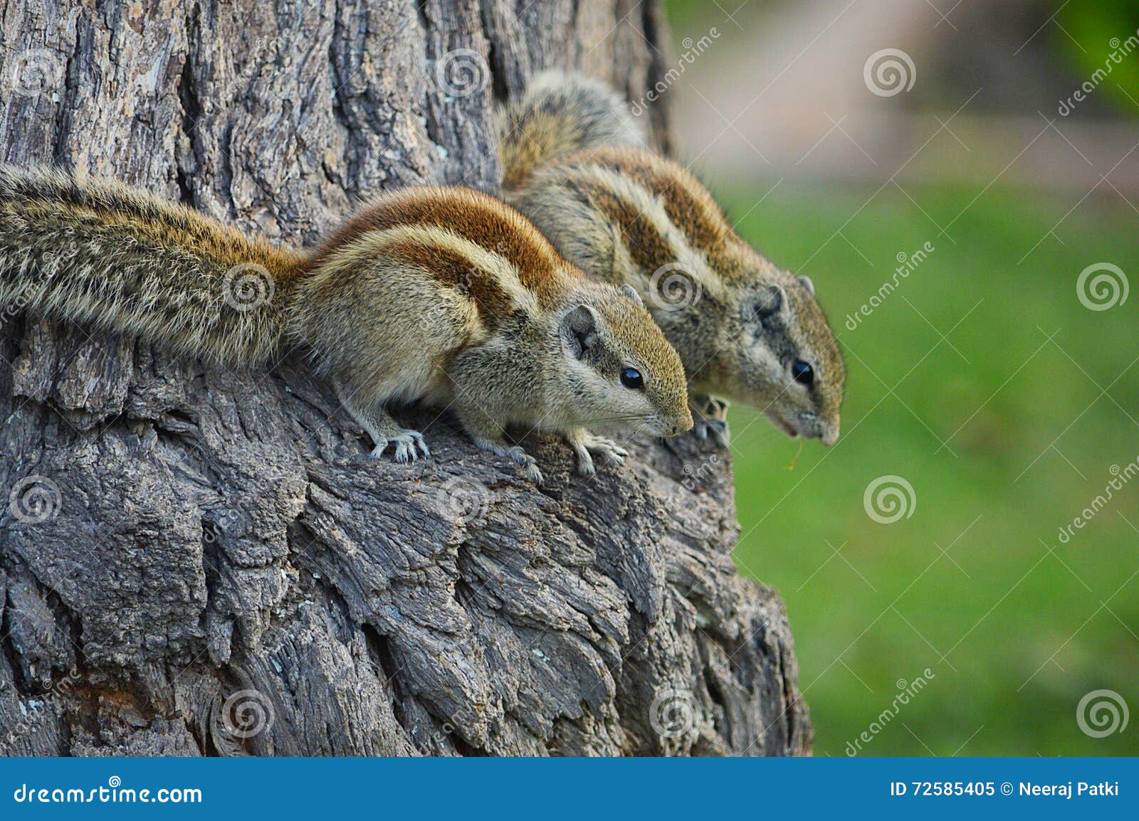Ekorre fotografering för bildbyråer. Bild av gulligt - 72585405