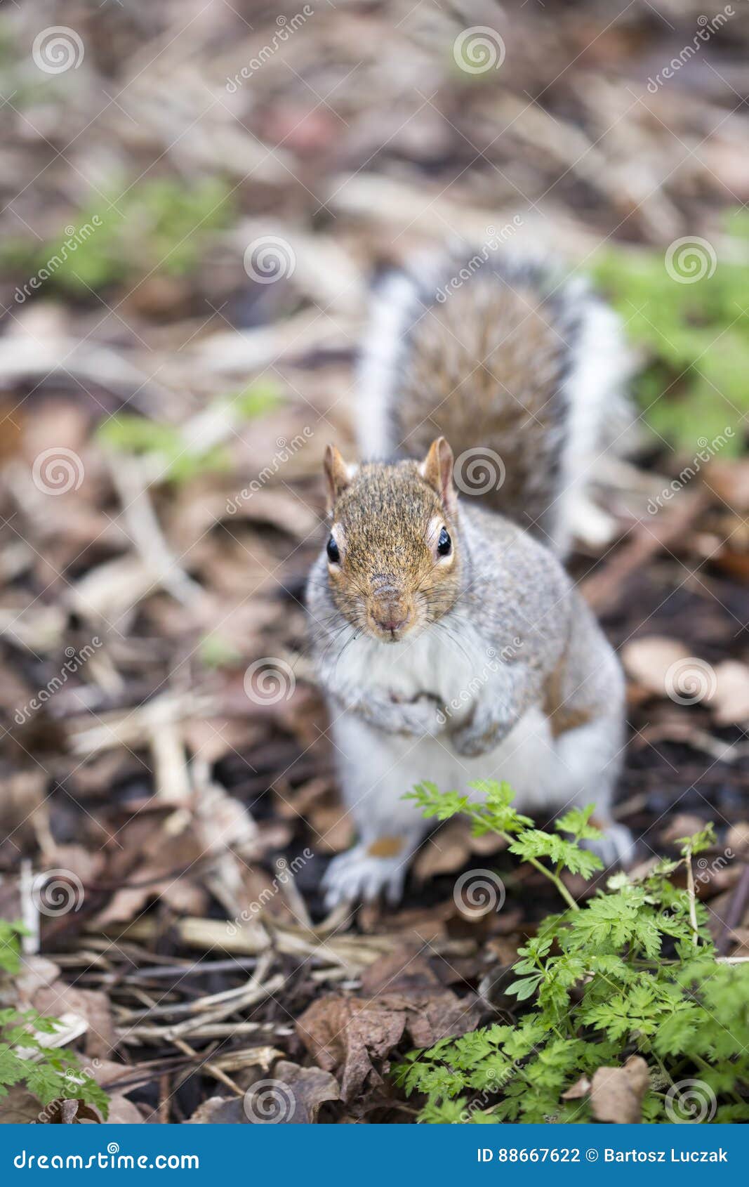 Ekorre arkivfoto. Bild av skönhet, amerikansk, förtjusande - 88667622