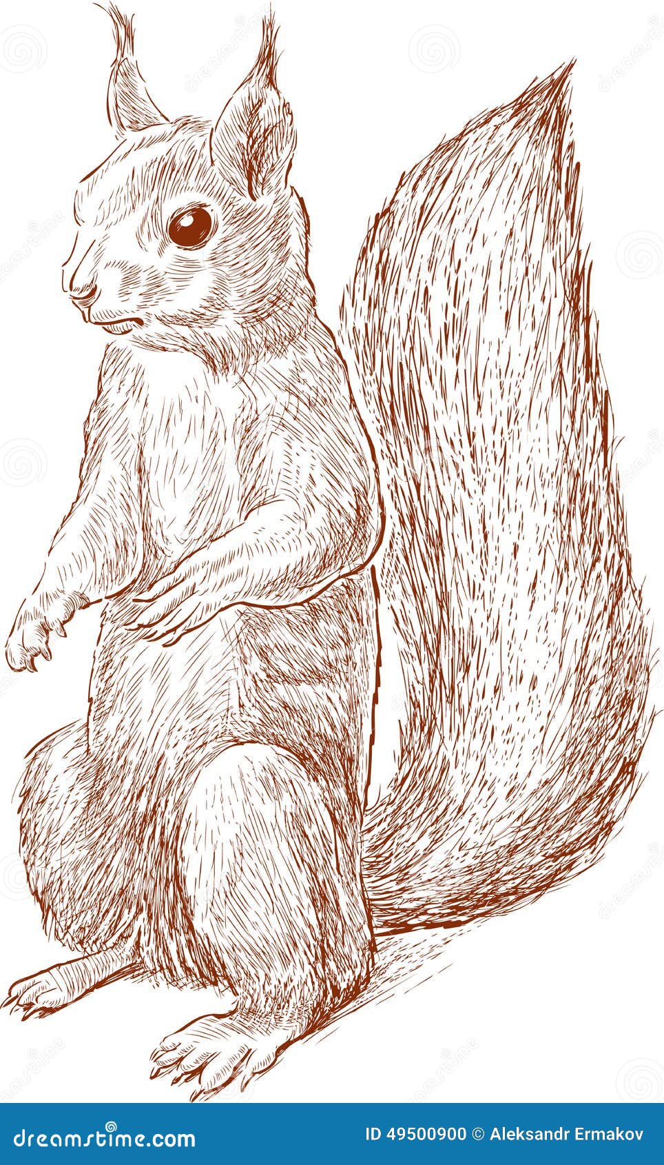 Ekorre Med En Fluffig Svans Vektor Illustrationer - Illustration av ...