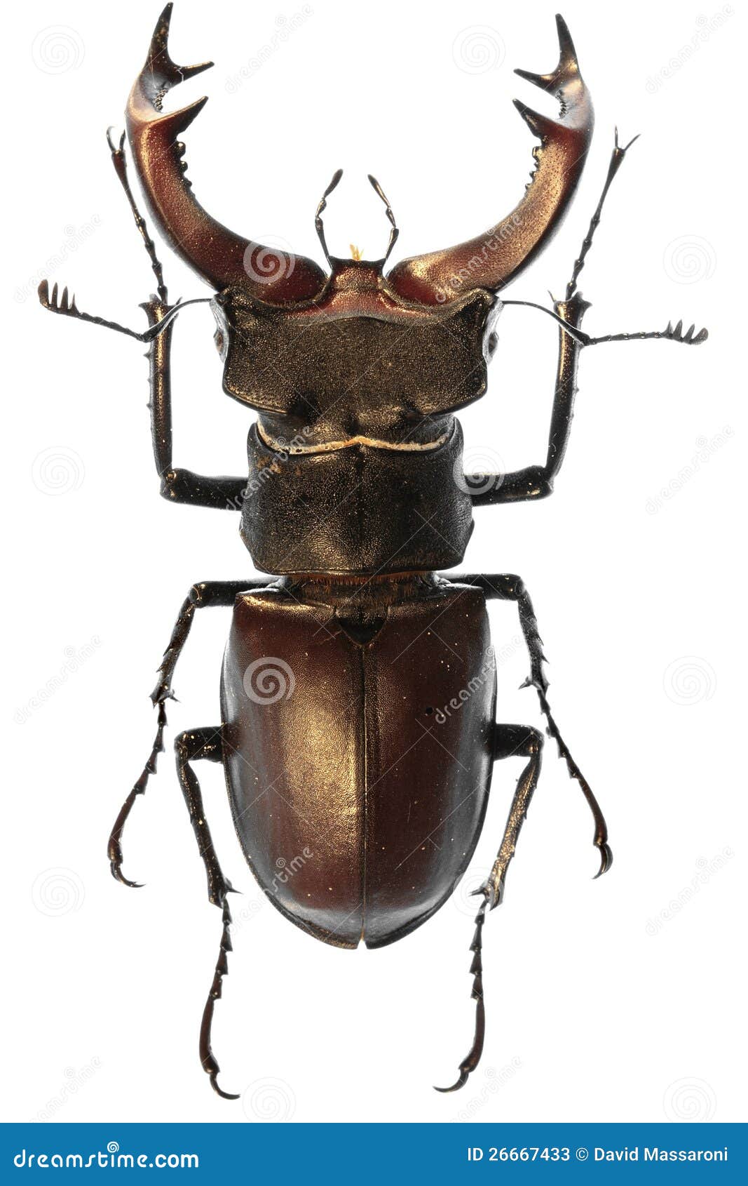 Ekoxe fotografering för bildbyråer. Bild av skalbagge - 26667433