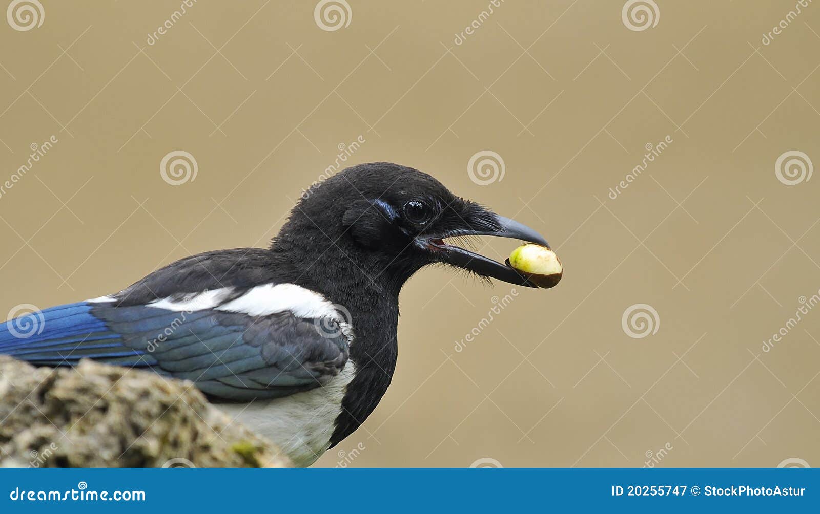 Ekster. stock afbeelding. Image of platteland, fauna - 20255747