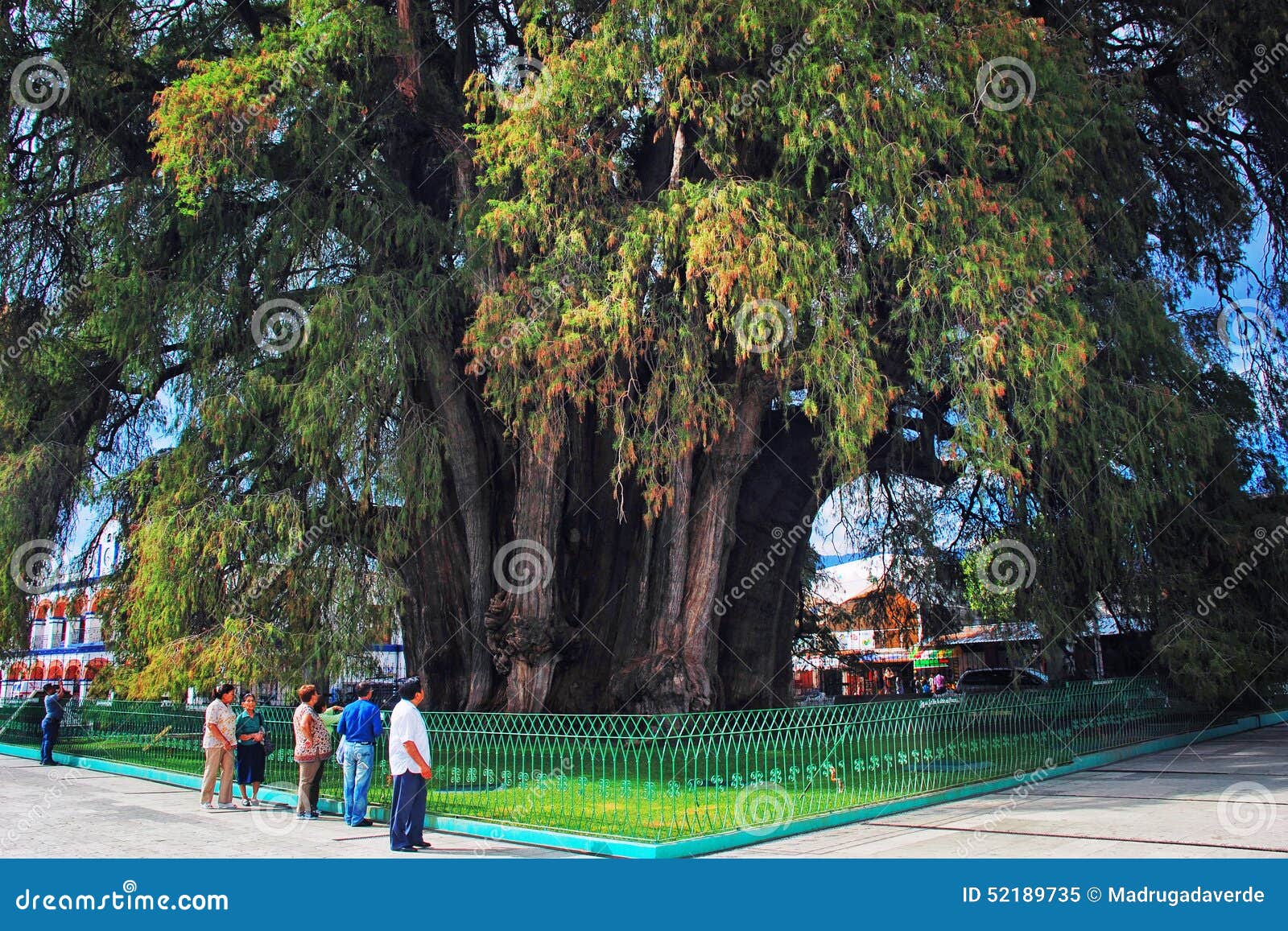 El árbol de Tule imagen editorial. Imagen de antiguo - 52189735