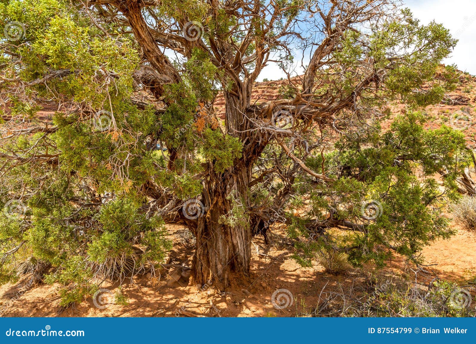 El árbol del enebro imagen de archivo. Imagen de arbusto - 87554799
