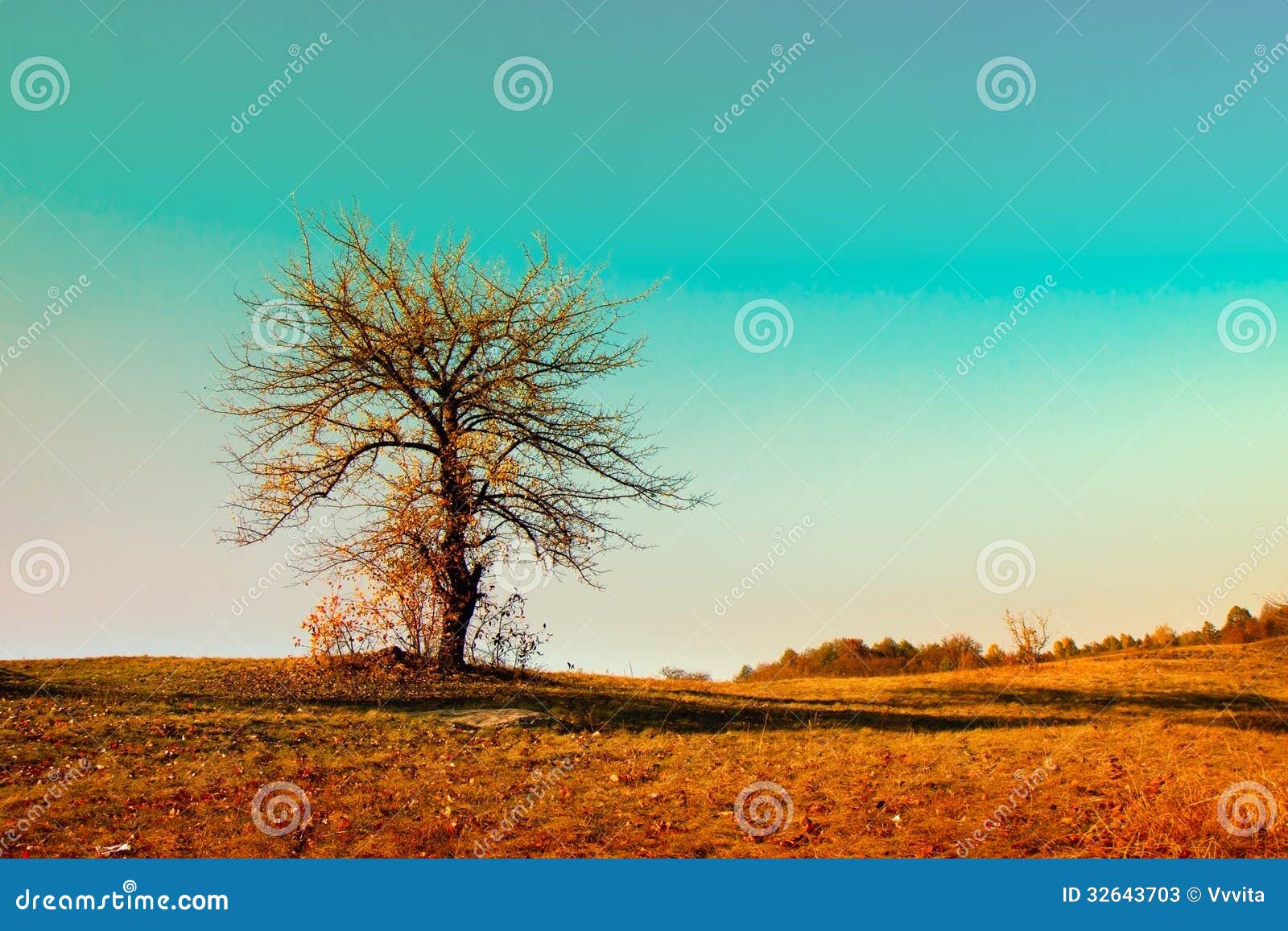 El árbol solo imagen de archivo. Imagen de tarde, interminable - 32643703