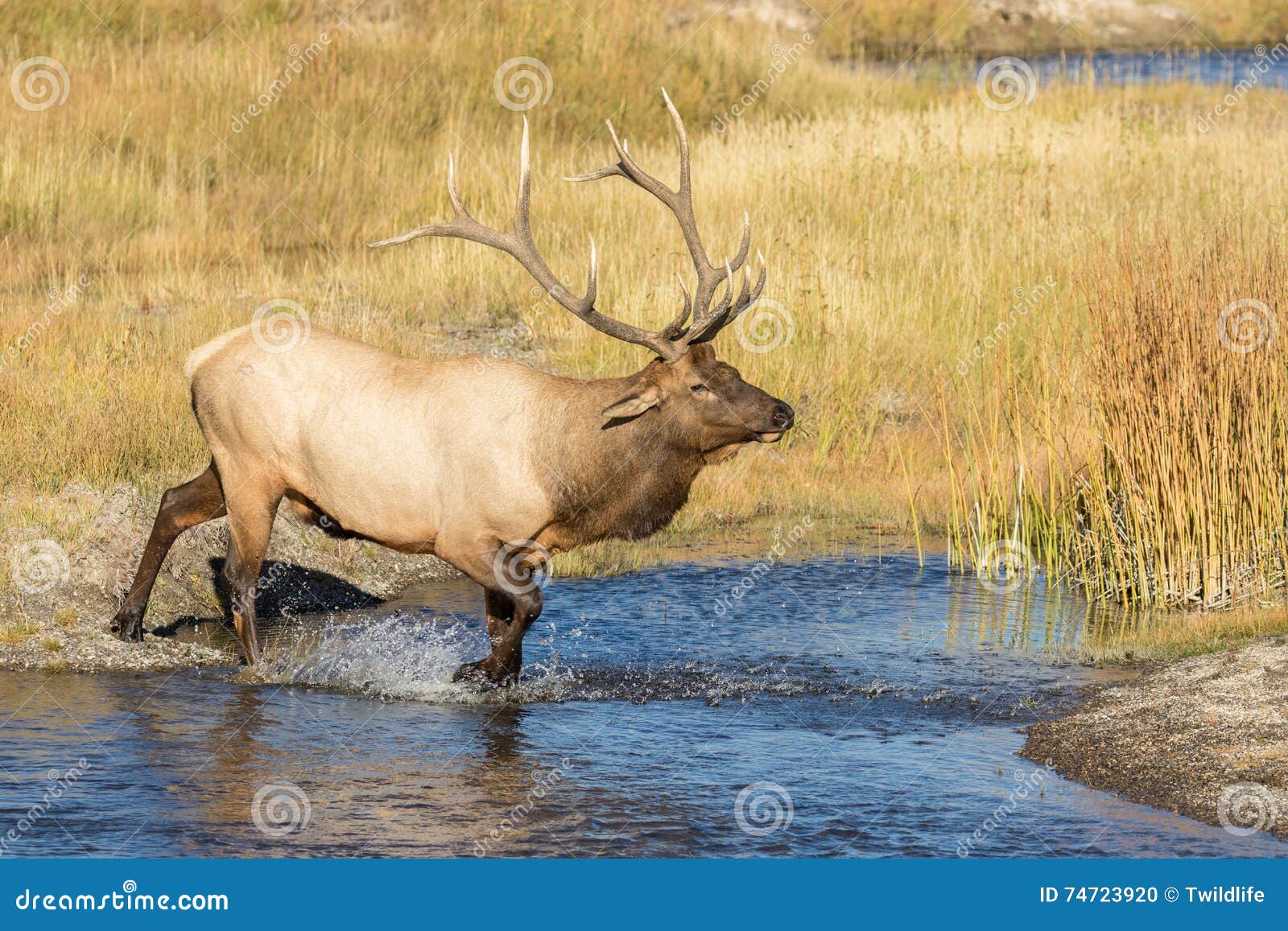 El Alce Grande De Bull Cruza Una Corriente Foto de archivo - Imagen de ...