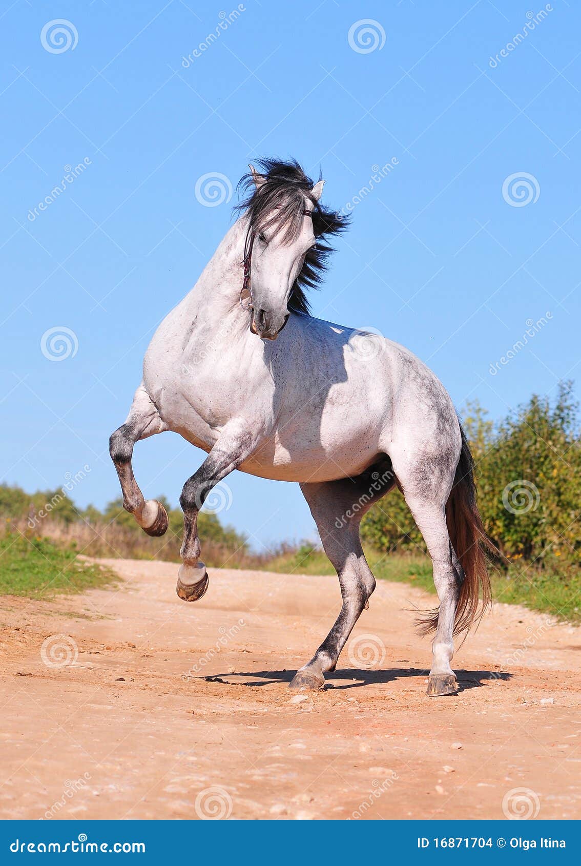 El Alzarse Andaluz Del Caballo Foto de archivo - Imagen de estribo ...