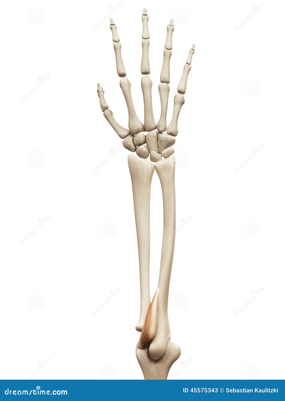 El ancóneo stock de ilustración. Ilustración de diagrama - 45575343