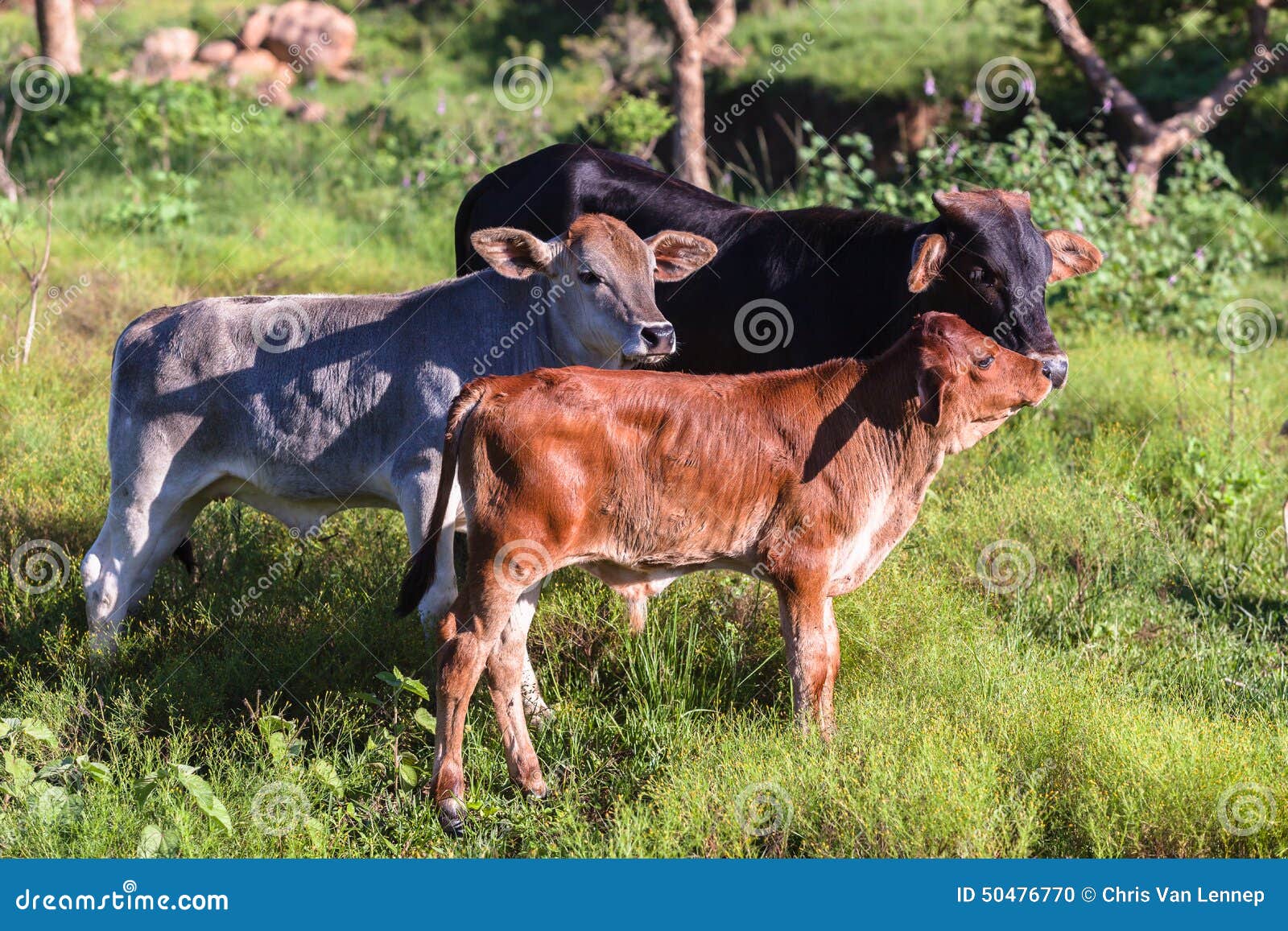 El Animal Del Becerro De La Vaca Foto de archivo - Imagen de agua ...