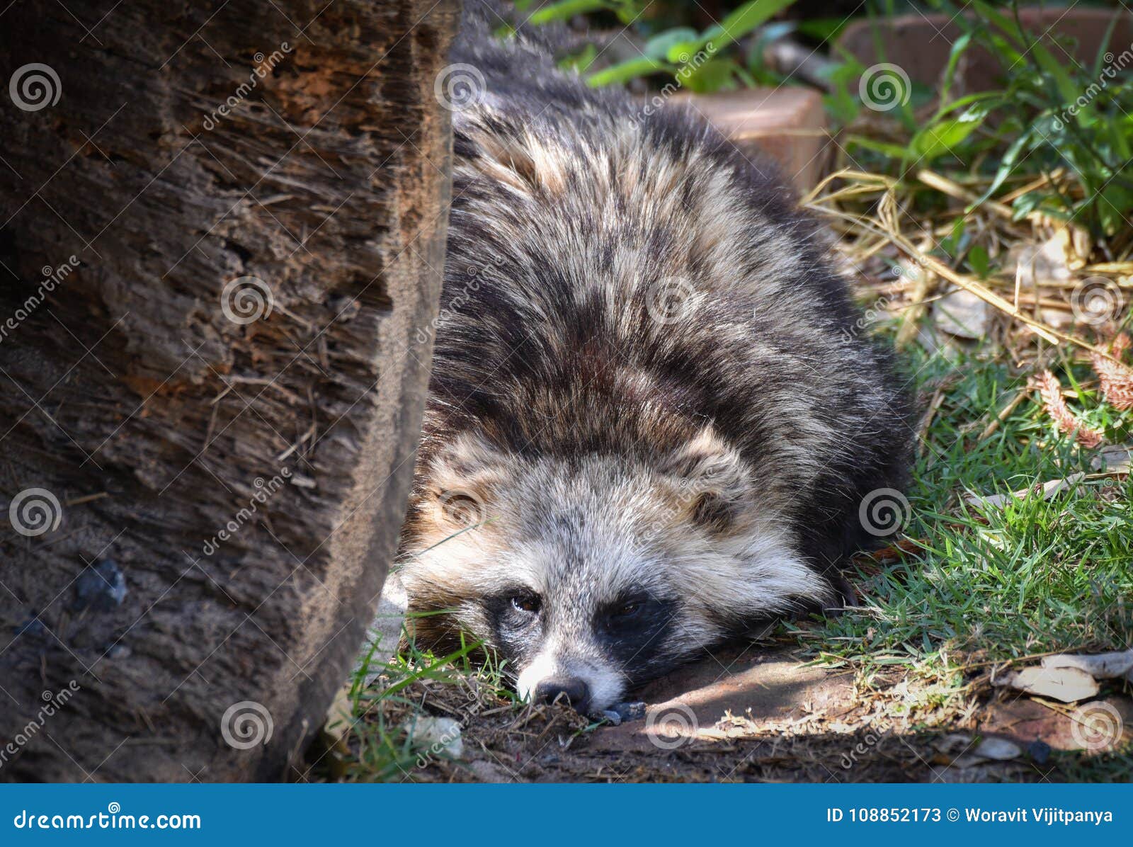 El Animal Sea Perro De Mapache Triste Imagen de archivo - Imagen de ...