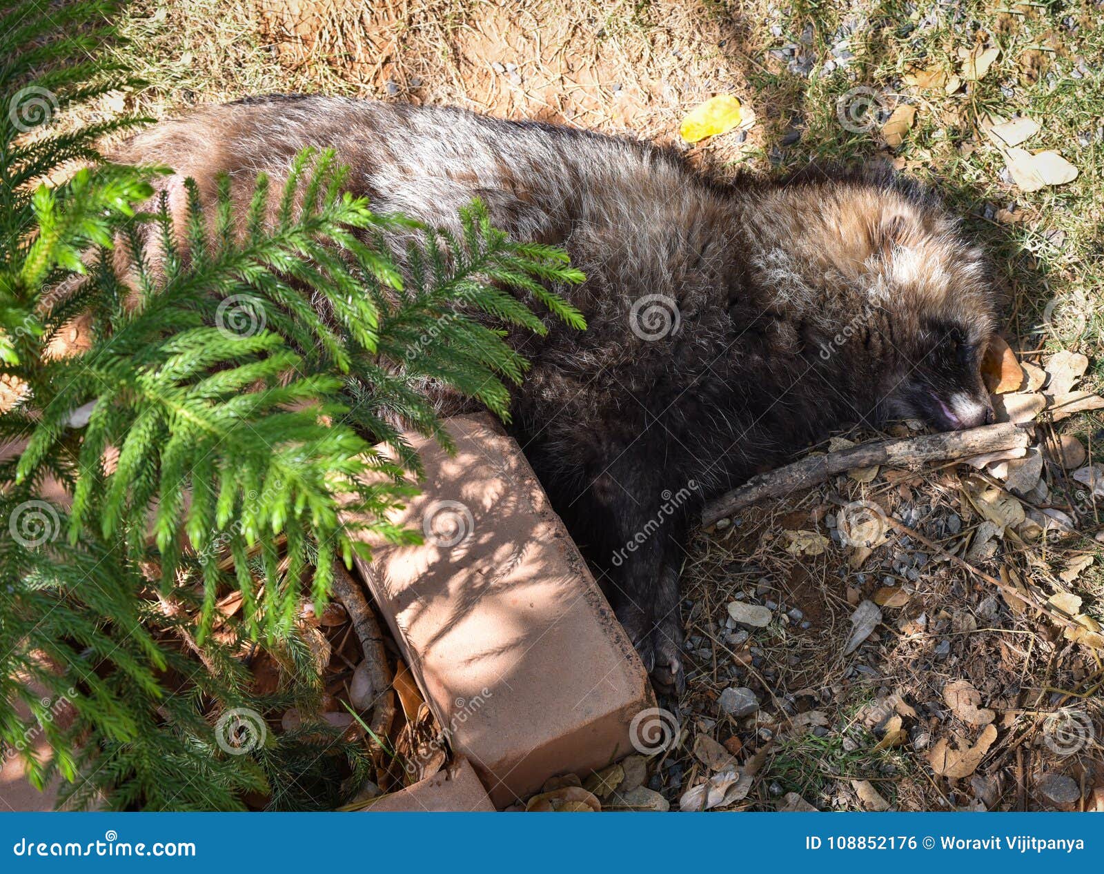 El Animal Sea Perro De Mapache Triste Foto de archivo - Imagen de ...