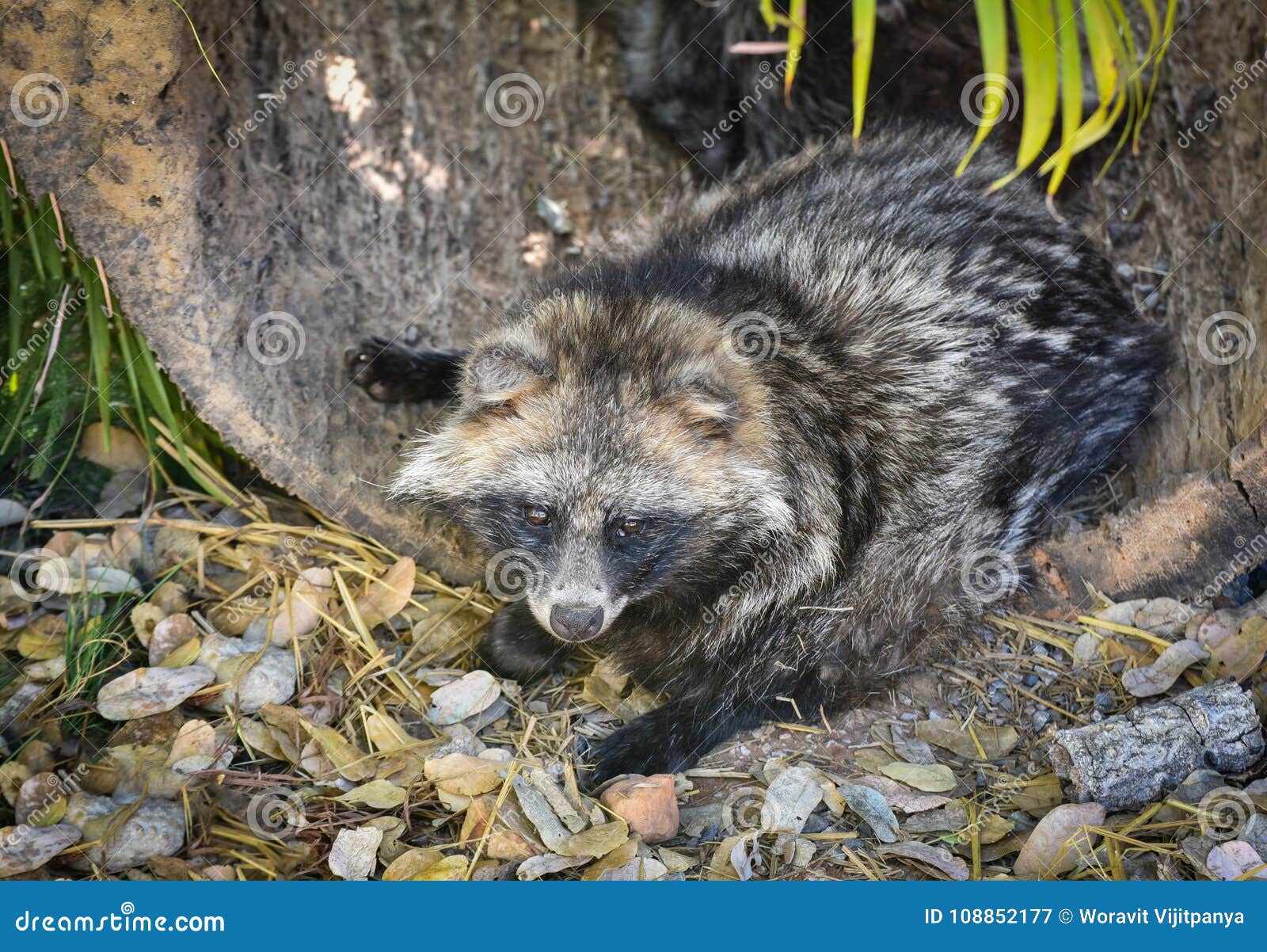 El Animal Sea Perro De Mapache Triste Imagen de archivo - Imagen de ...