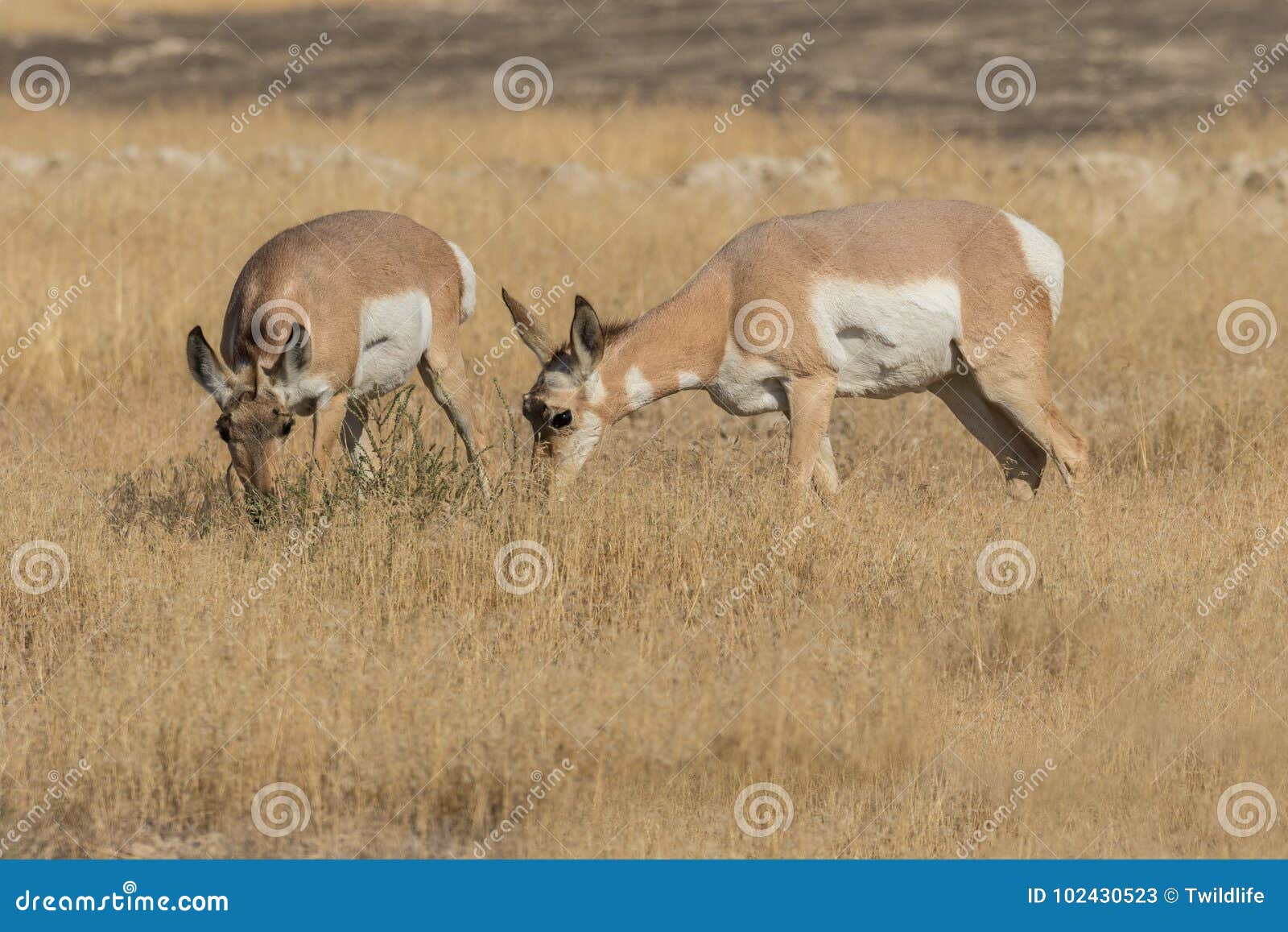 El Antílope De Pronghorn Hace El Pasto Imagen de archivo - Imagen de cubo, pradera: 102430523