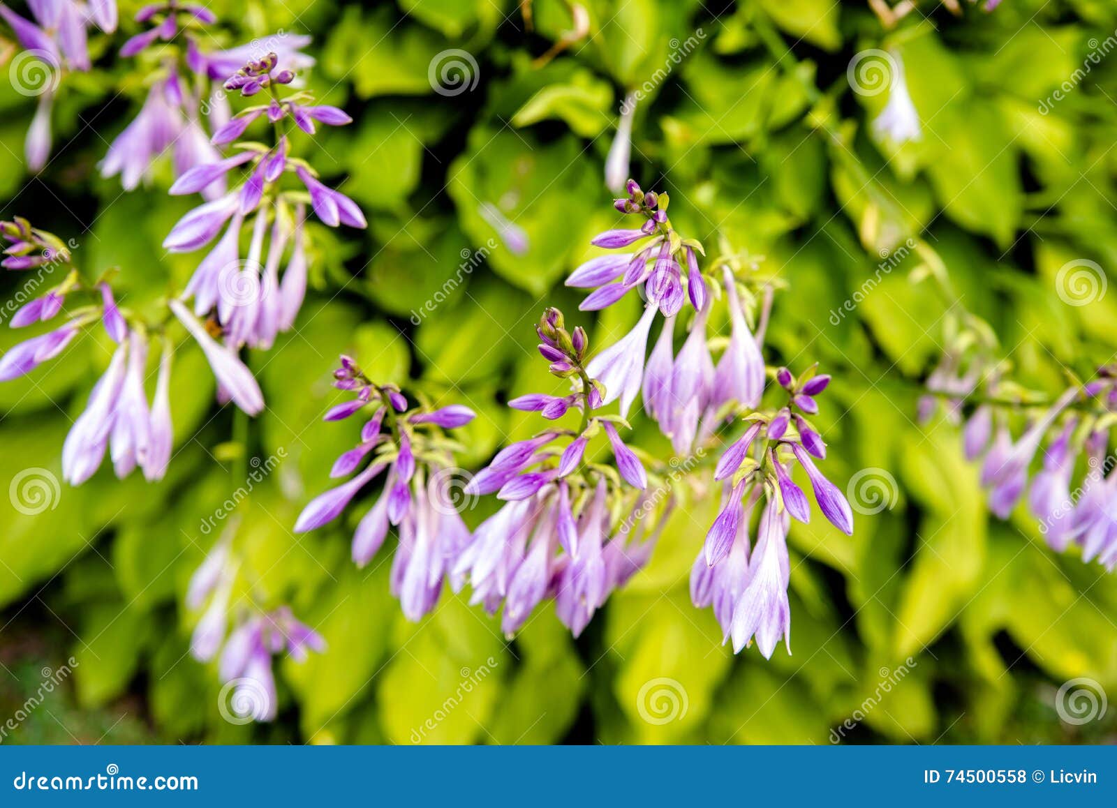 El Arbusto De La Violeta Florece El Hosta Foto de archivo - Imagen de ...
