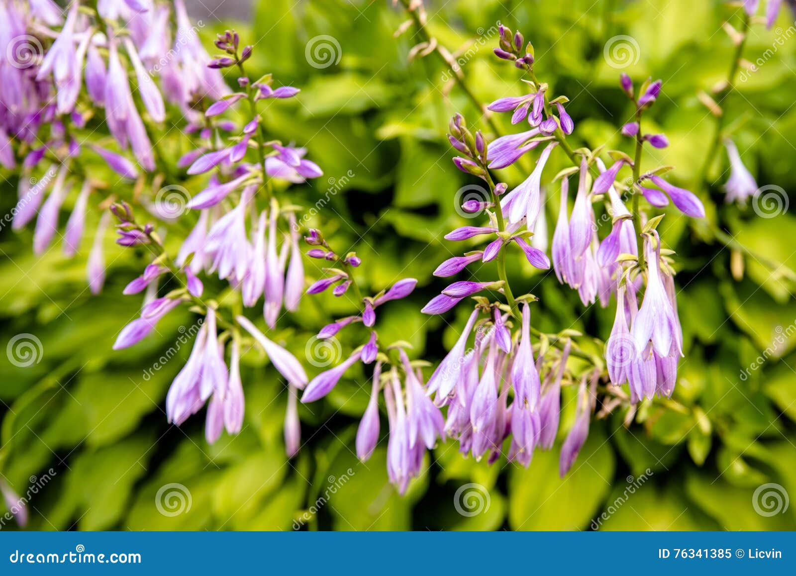 El Arbusto De La Violeta Florece El Hosta Imagen de archivo - Imagen de ...