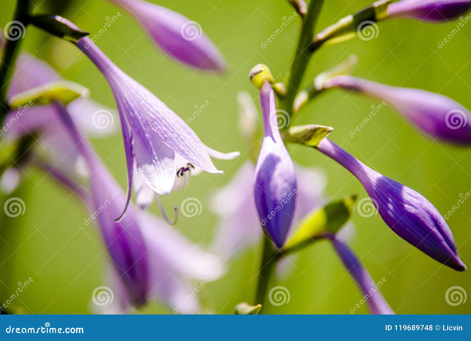 El Arbusto De La Violeta Florece El Hosta Foto de archivo - Imagen de ...