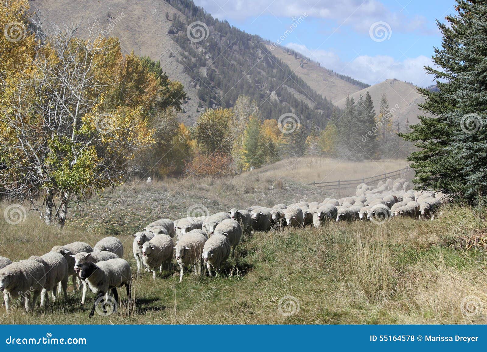 El Arrastrarse De Las Ovejas Foto de archivo - Imagen de manera ...