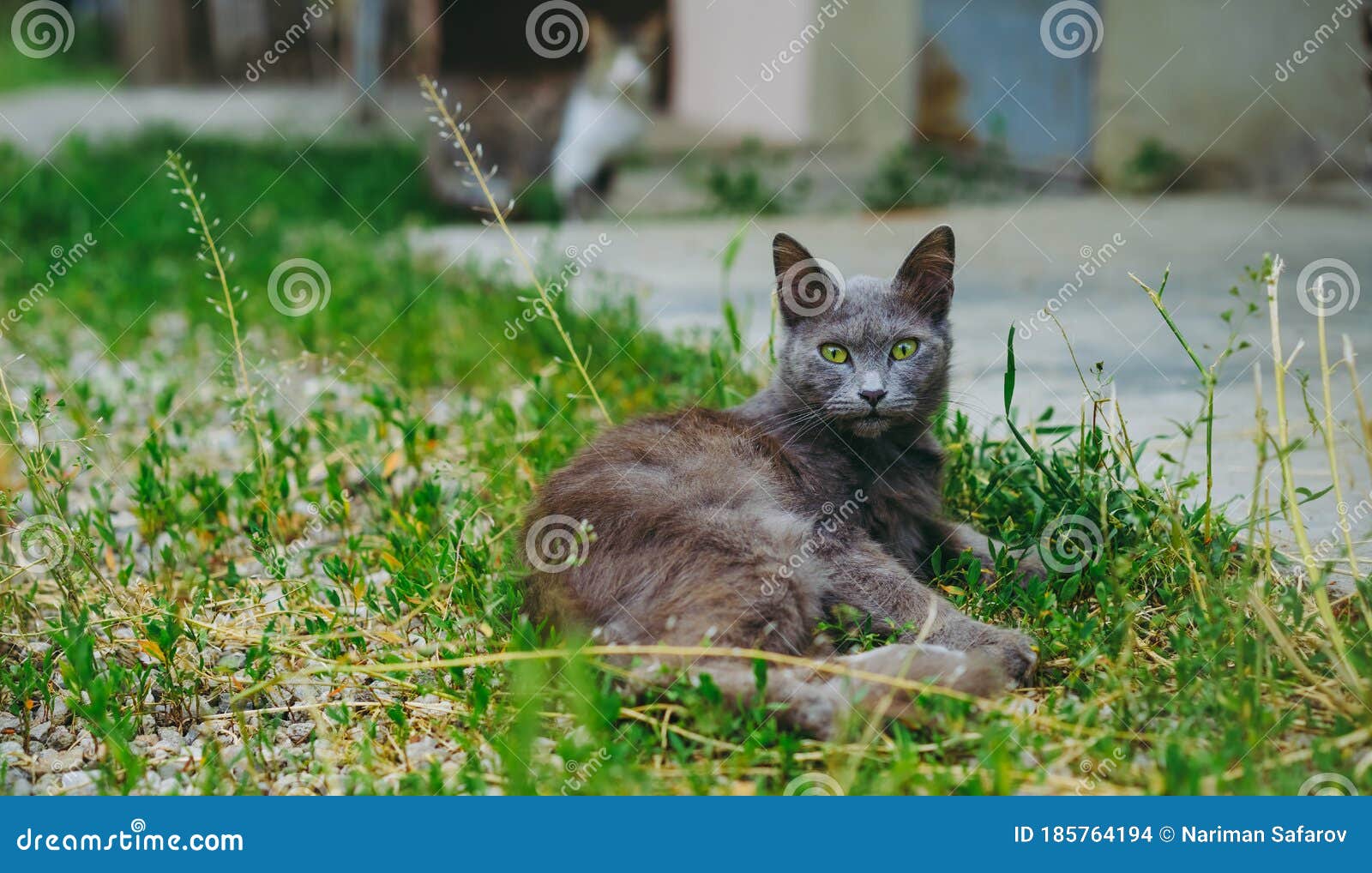 El Aspecto Atento De Un Gato Gris Foto de archivo - Imagen de joven ...