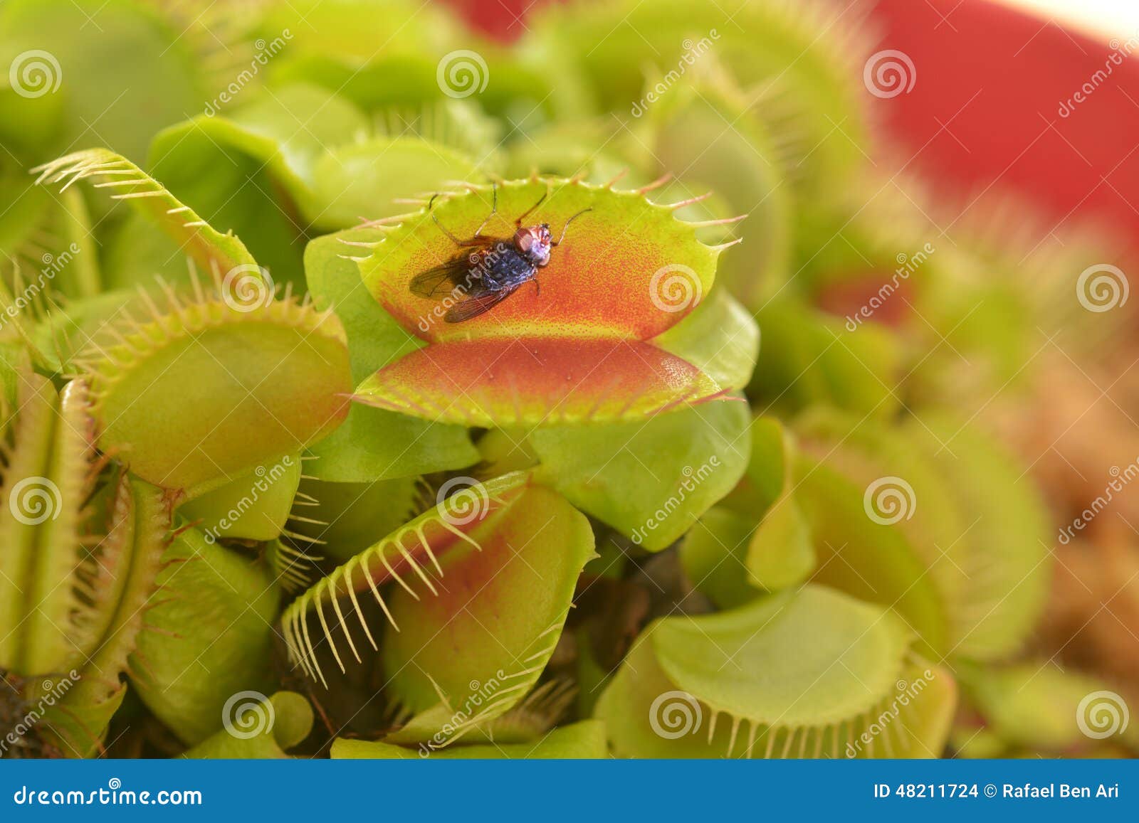 El Atrapamoscas De Venus Come Una Mosca Foto de archivo - Imagen de ...