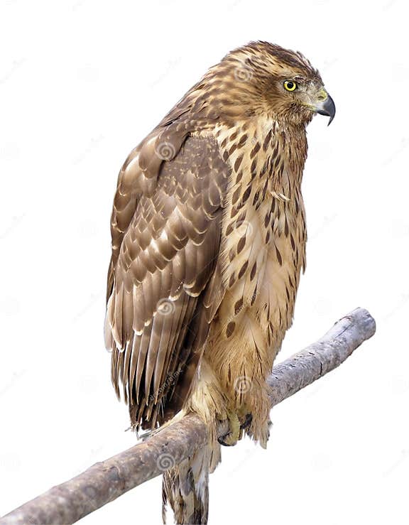 El ave rapaz imagen de archivo. Imagen de cuenta, dorado - 4874609