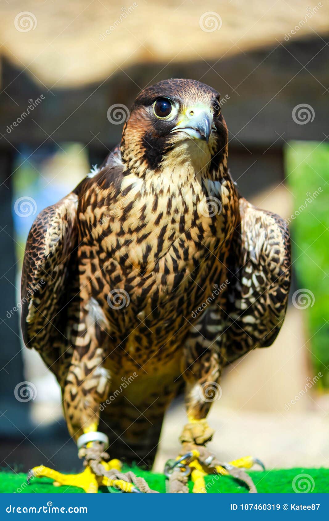 El Ave Rapaz Es Animal Hermoso Imagen de archivo - Imagen de fauna ...