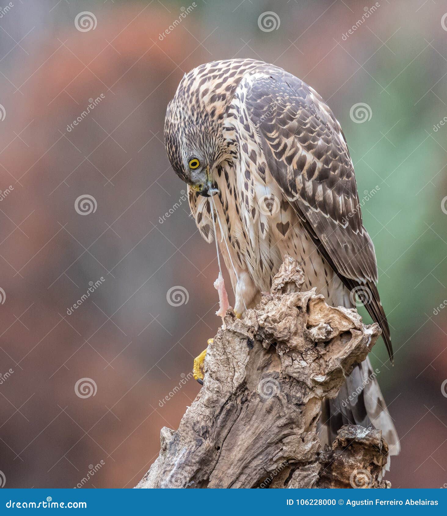 El azor joven del bosque foto de archivo. Imagen de cebadura - 106228000