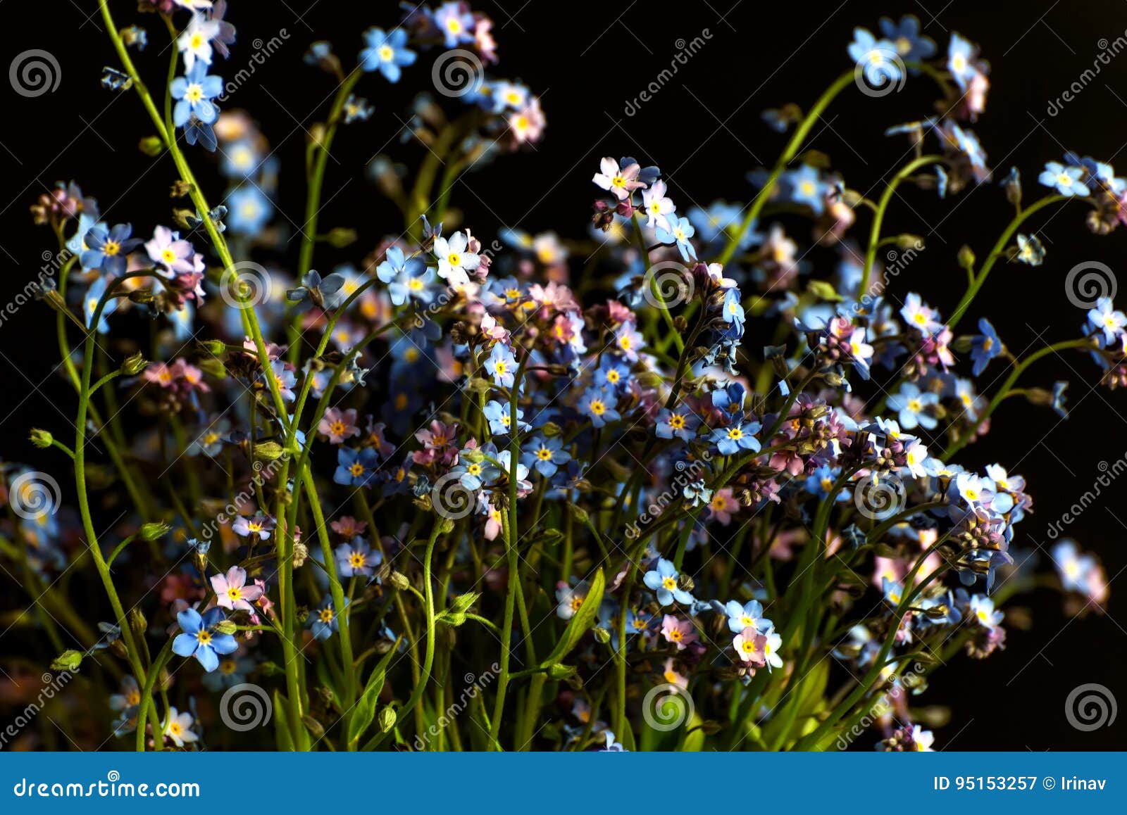 El Azul De Las Nomeolvides Florece El Ramo Imagen de archivo - Imagen ...