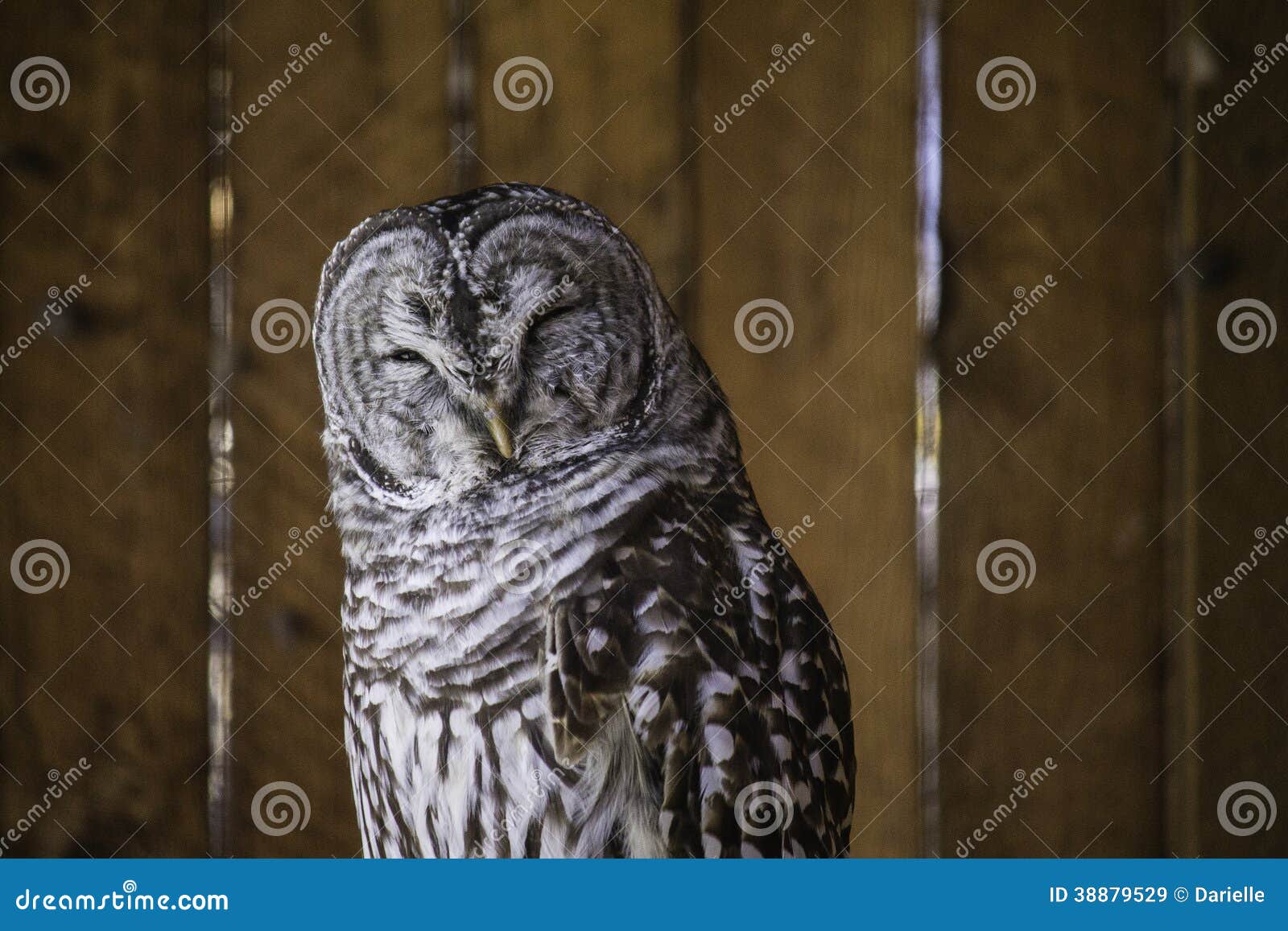 El búho barrado imagen de archivo. Imagen de buho, sostenido - 38879529