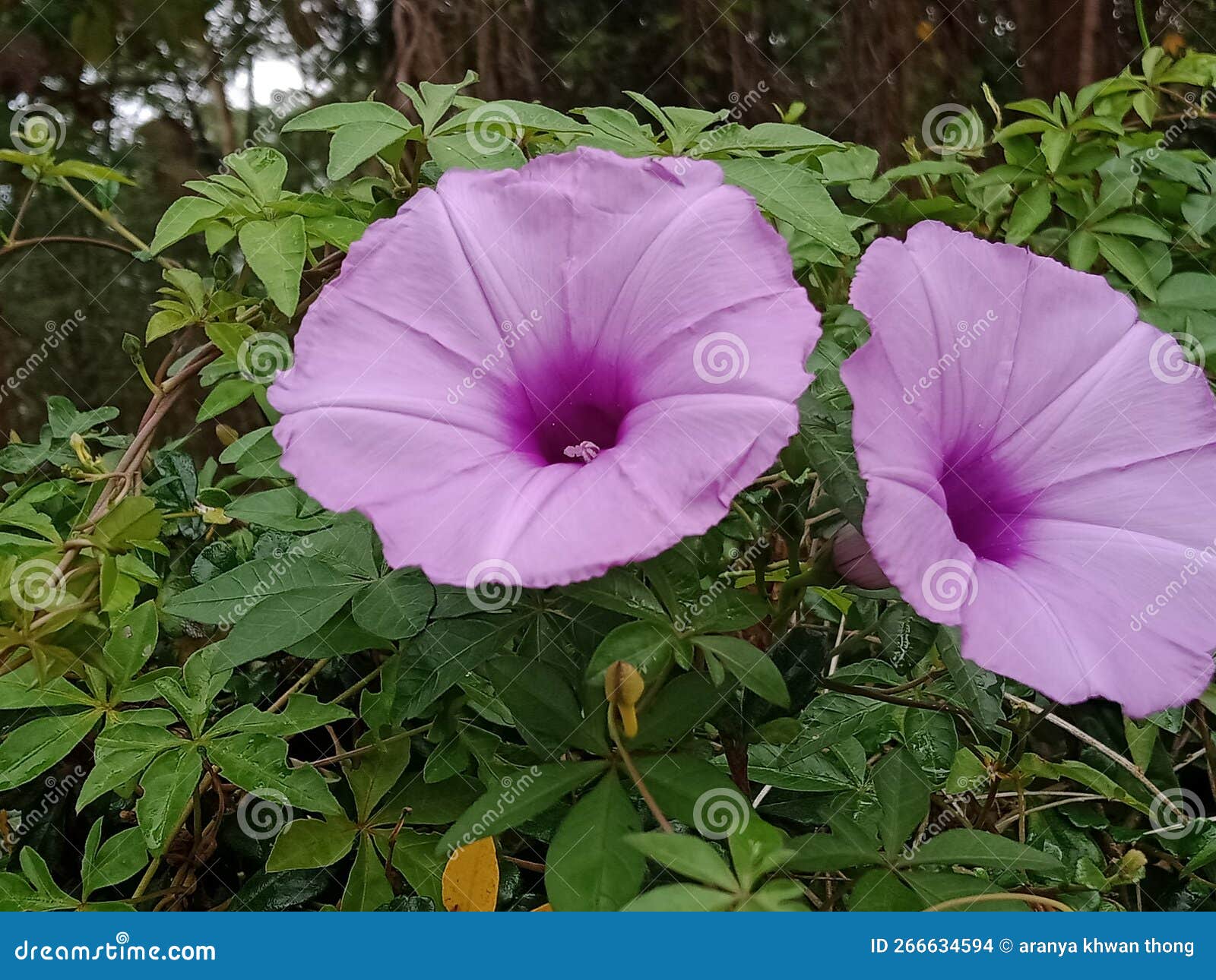 El Baboso Lpomoea Cairica L Dulce Ferrovieper Es Una Planta De La Familia Convolvulpceae Foto