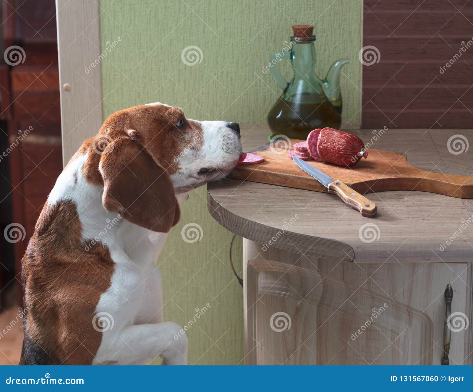 El Beagle Lindo Come La Salchicha Ahumada Foto de archivo - Imagen de ...