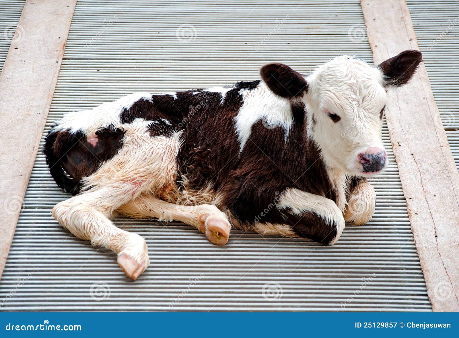 El becerro joven imagen de archivo. Imagen de verano - 25129857
