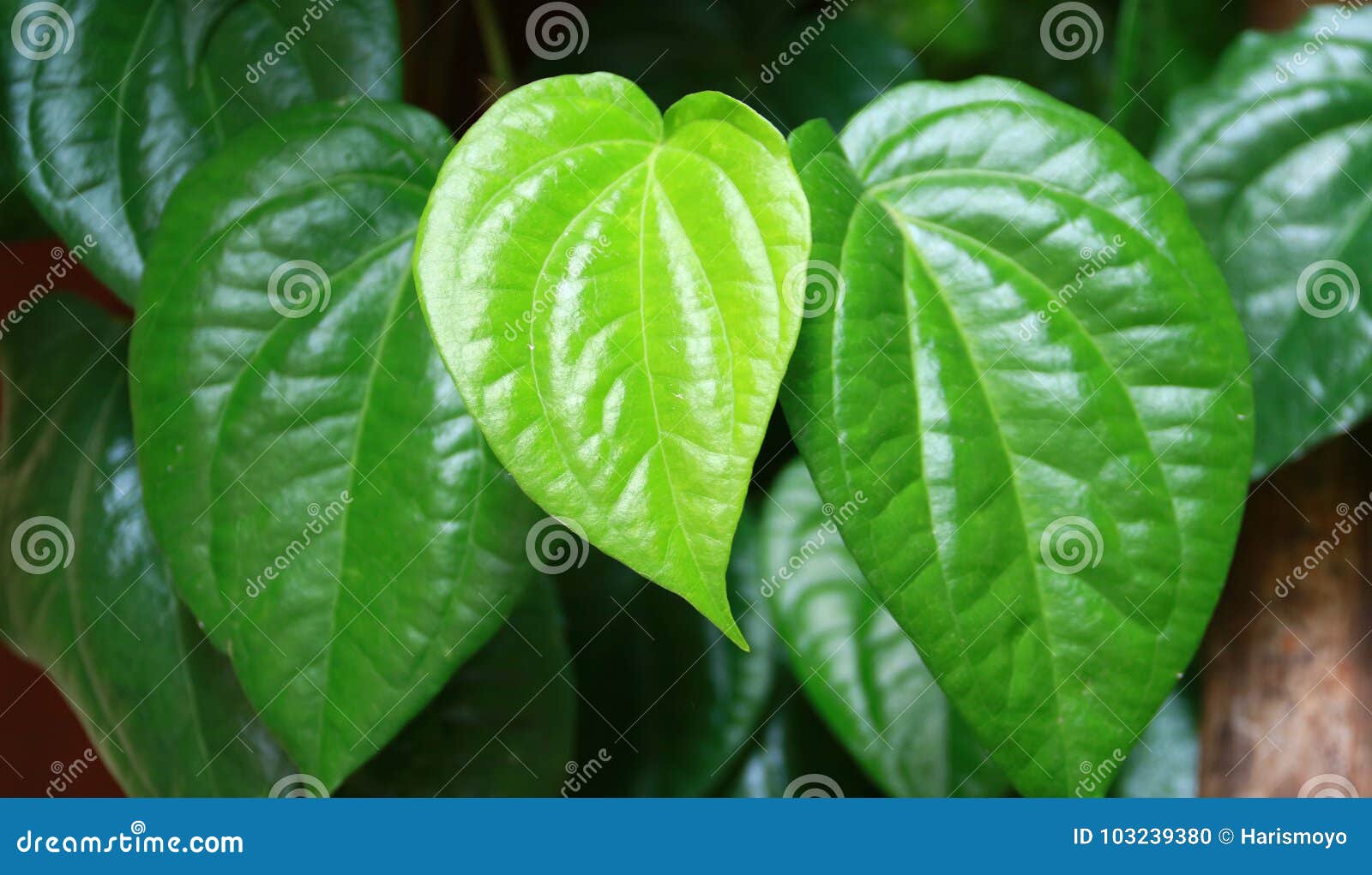 El betel foto de archivo. Imagen de betel, cocina, medicinas - 103239380