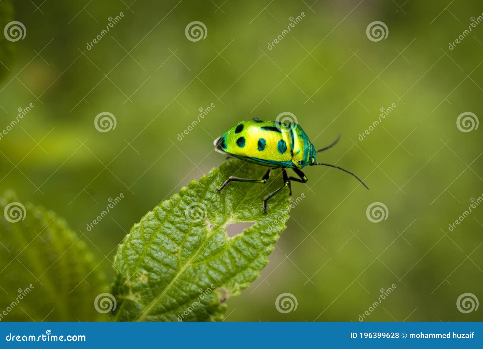El bicho en la hoja foto de archivo. Imagen de libélula - 196399628