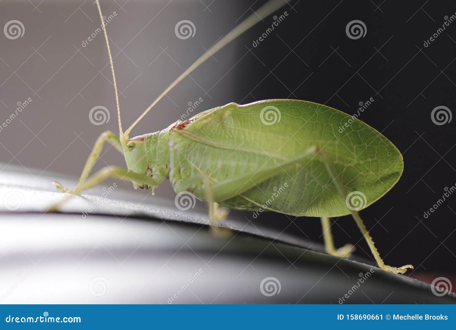 El bicho verde que camina imagen de archivo. Imagen de caminar - 158690661