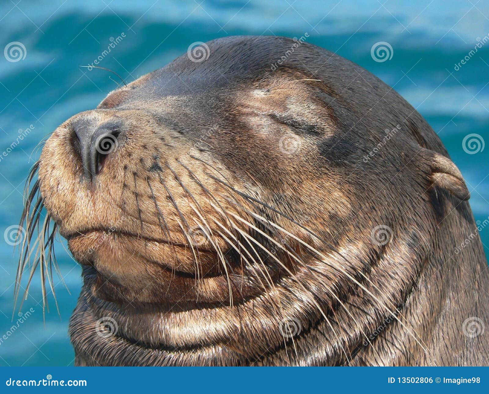El Bigote Agradable Del León De Mar Foto de archivo - Imagen de fauna ...