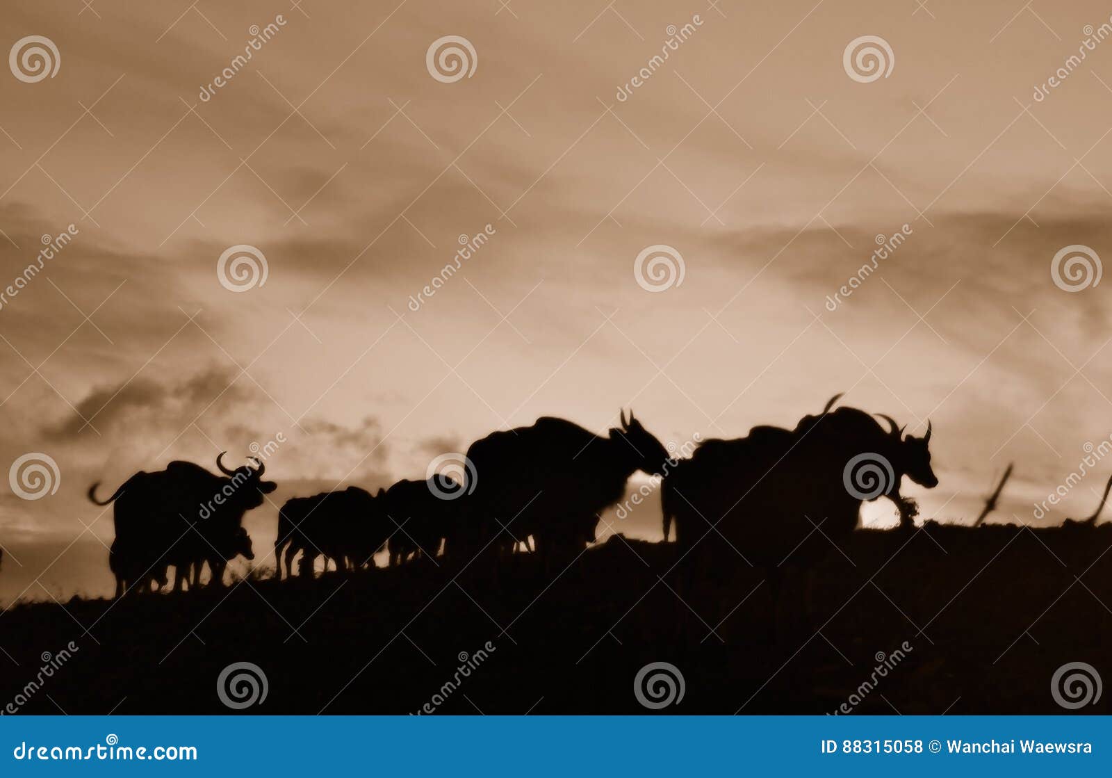 El bisonte blanco y negro foto de archivo. Imagen de tropical - 88315058