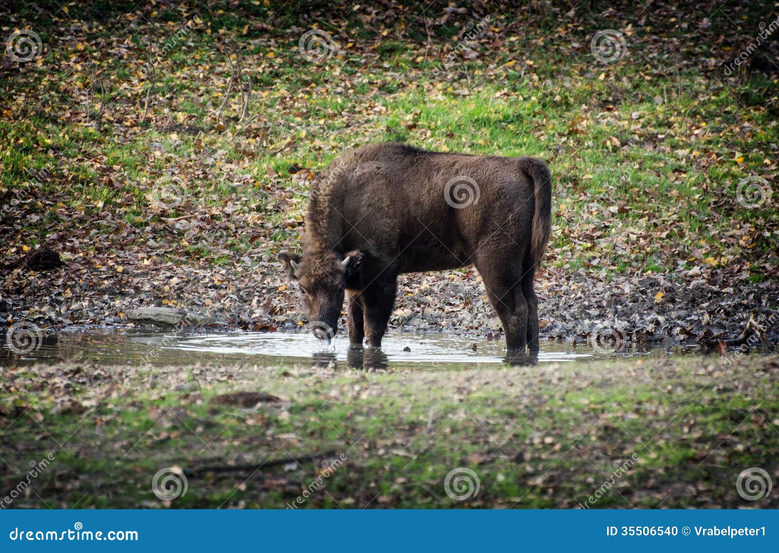 El Bisonte Europeo Joven Bebe El Agua Foto de archivo - Imagen de ...
