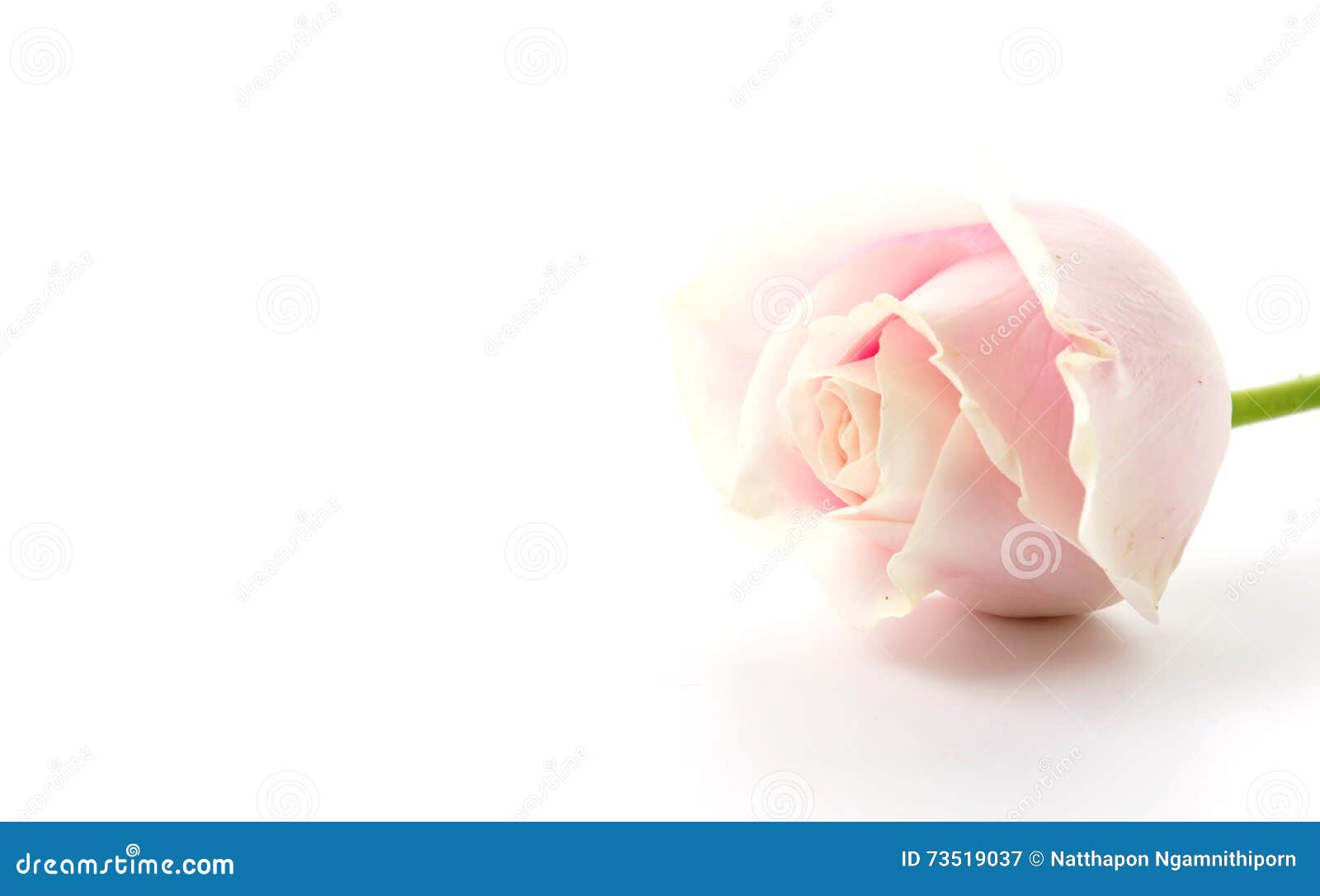 El Blanco Y El Color De Rosa Se Levantaron Imagen de archivo - Imagen ...