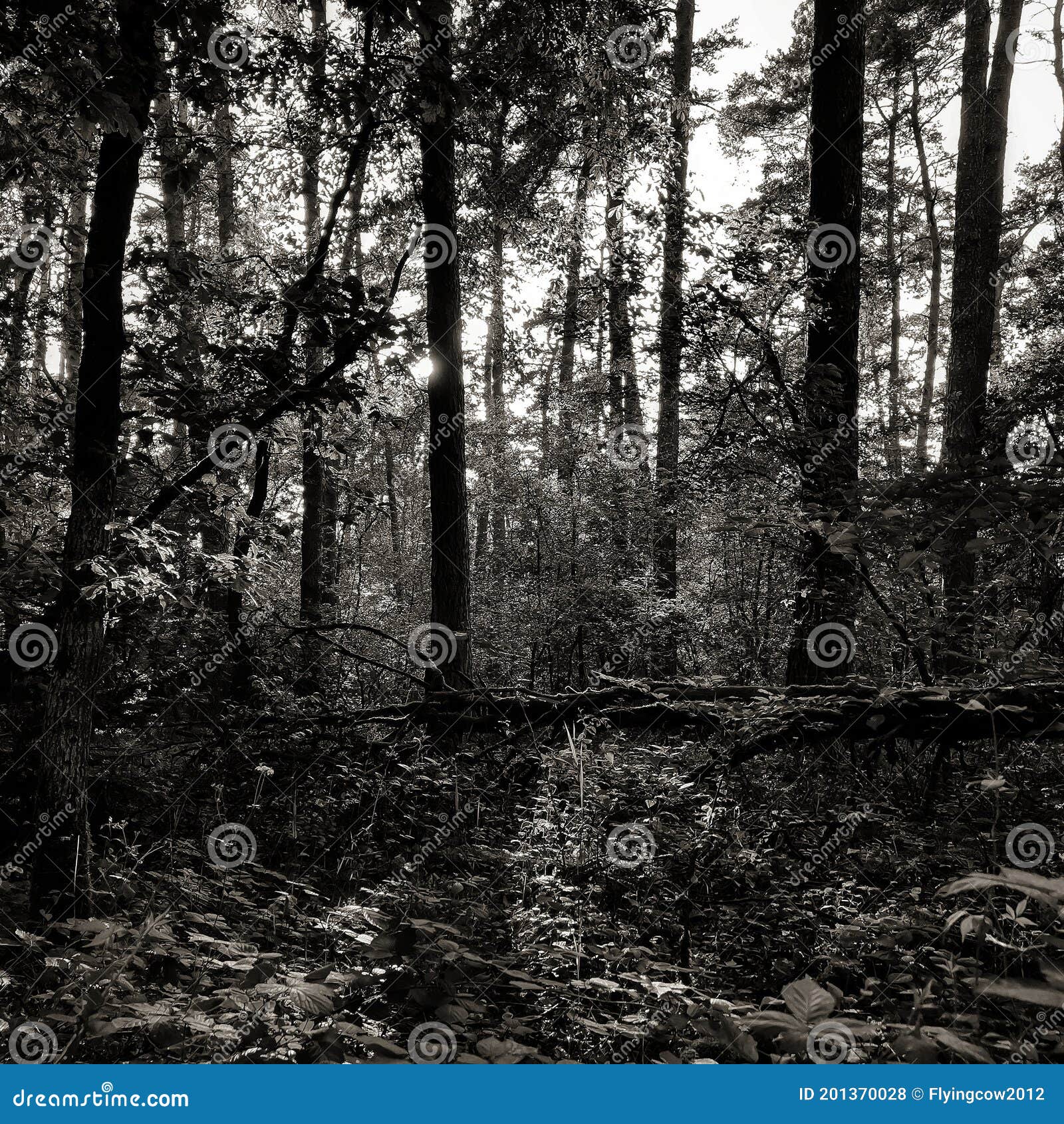 El Bosque De Blanco Y Negro Foto de archivo - Imagen de madera, planta ...