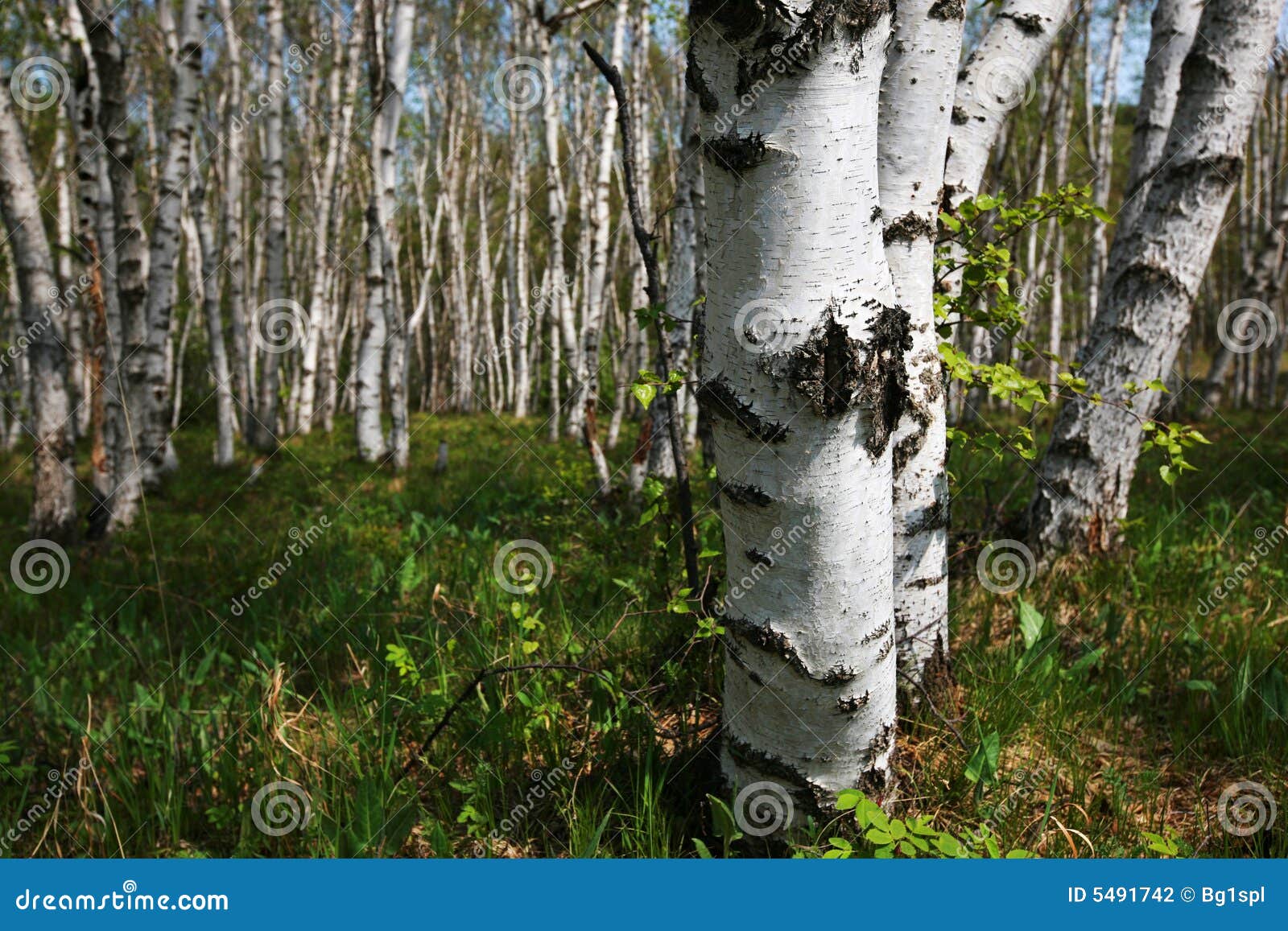 El Bosque De Los Abedules Blancos Foto de archivo - Imagen de porcelana ...