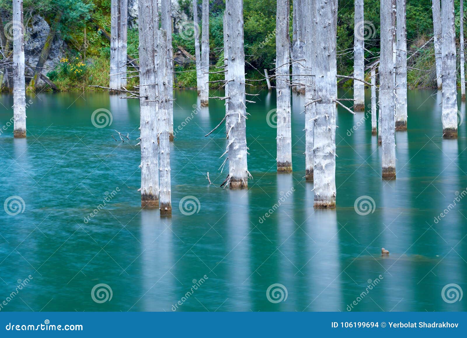 El Bosque Hundido Del Lago Kaindy Foto de archivo - Imagen de verano ...