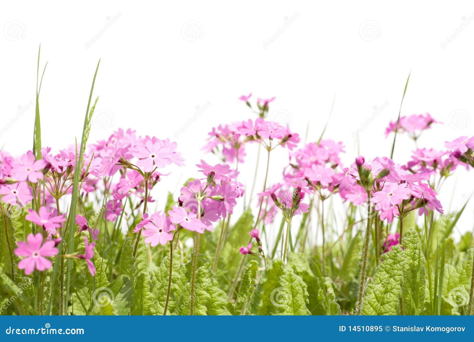 El Bosque Salvaje Florece El Primula Imagen de archivo - Imagen de ...