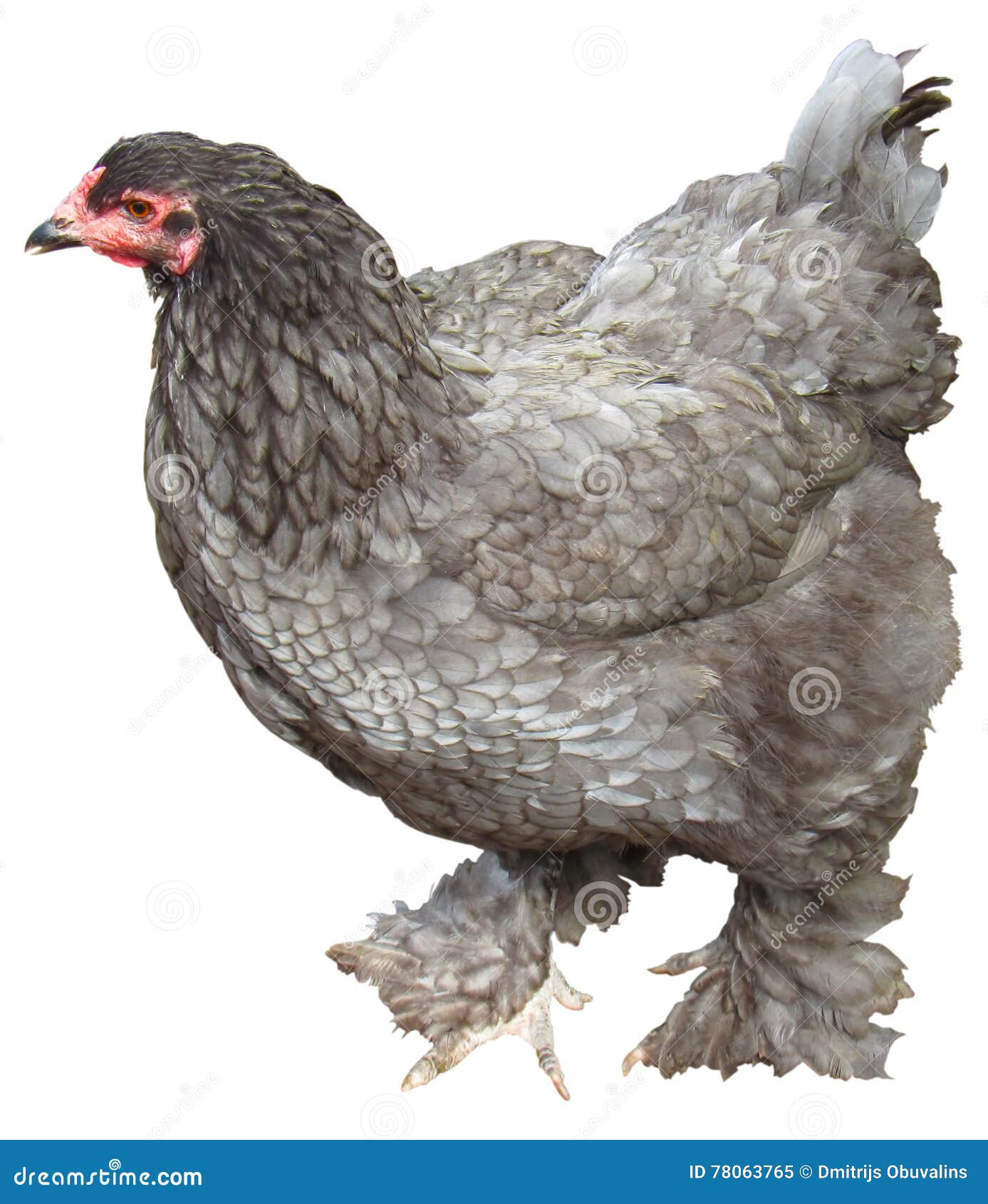 El Brahma Es Una Raza Grande Del Pollo Imagen de archivo - Imagen de ...