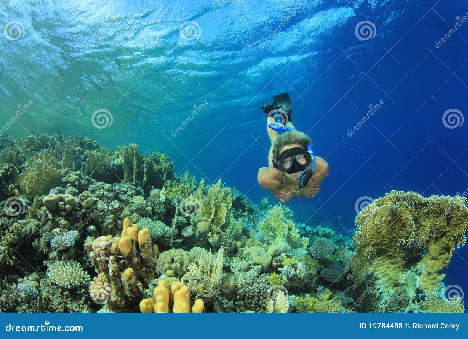El bucear foto de archivo. Imagen de agua, buceador, belleza - 19784488