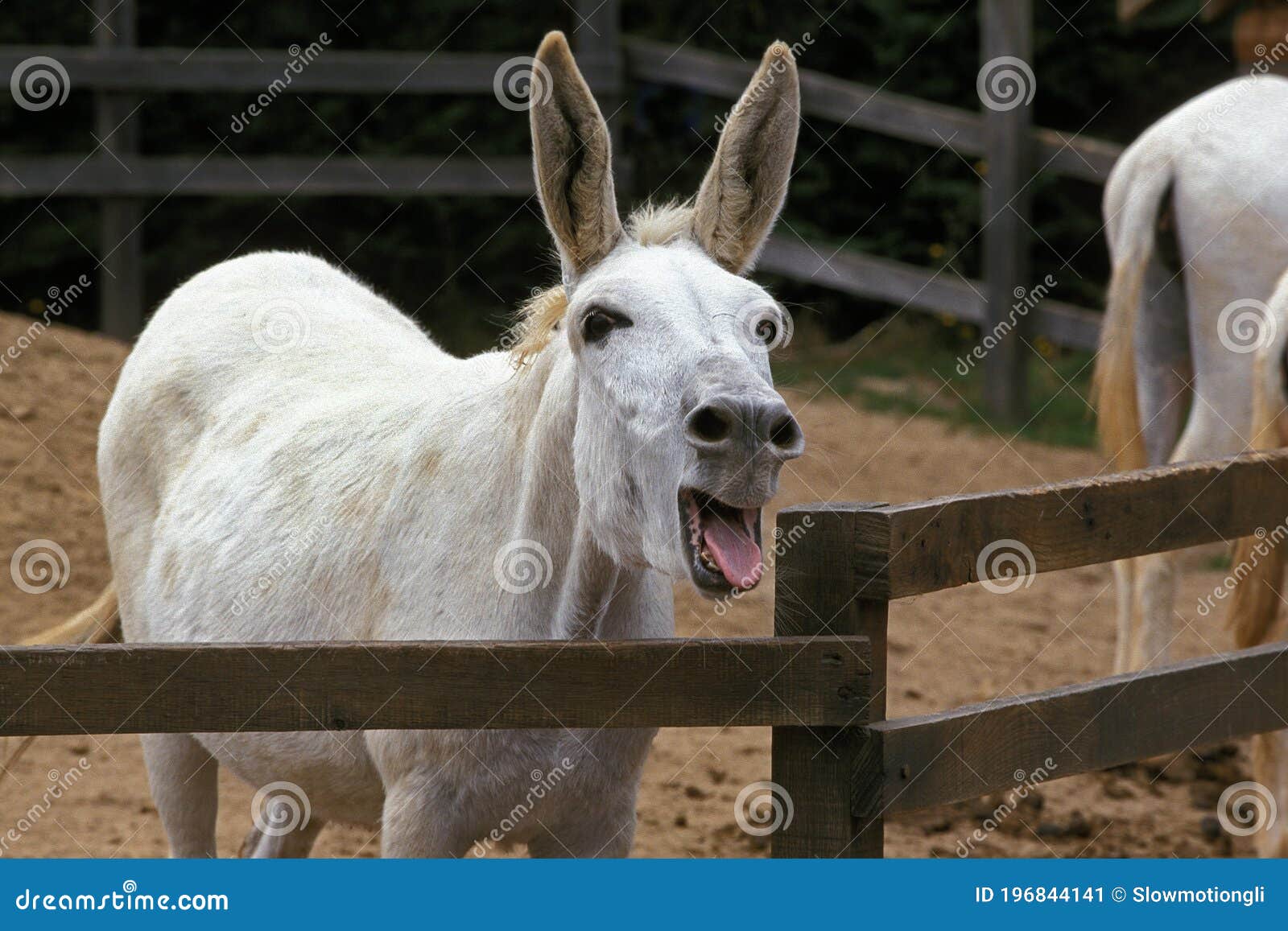 El Burro Blanco Egipcio, Bravando, Llamando Imagen de archivo - Imagen ...