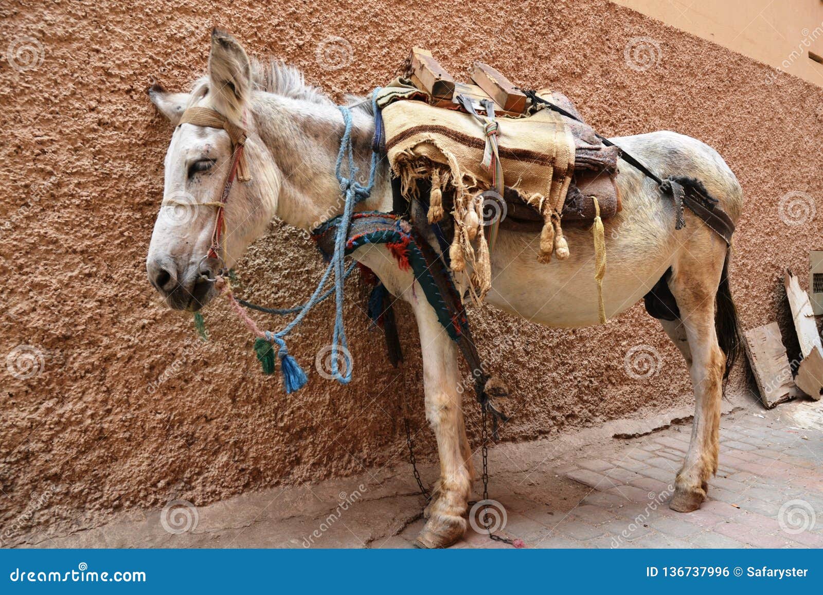 El Burro Blanco, Marrakesh Medina Foto de archivo - Imagen de marrakesh ...