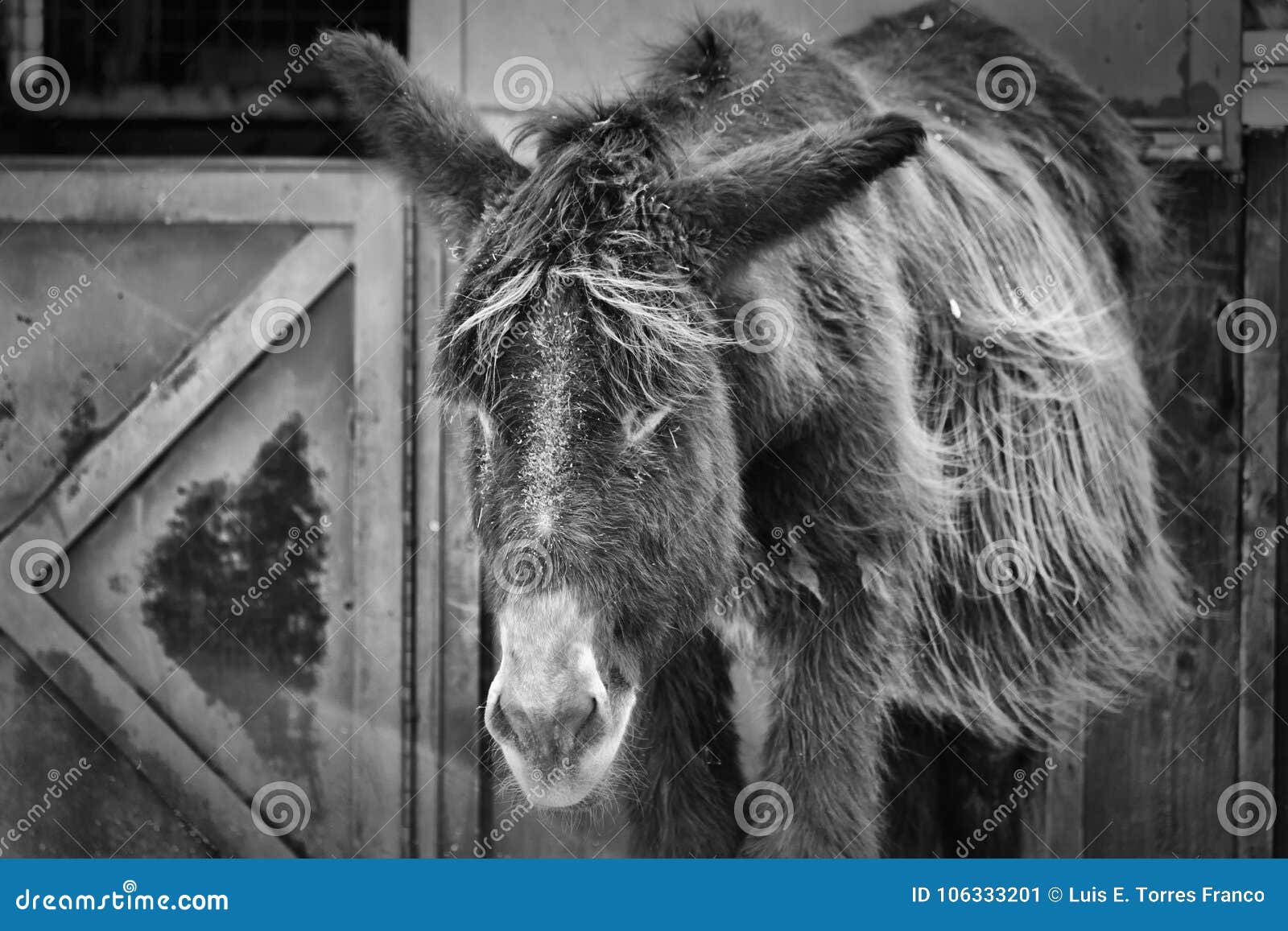 El burro blanco y negro imagen de archivo. Imagen de fauna - 106333201
