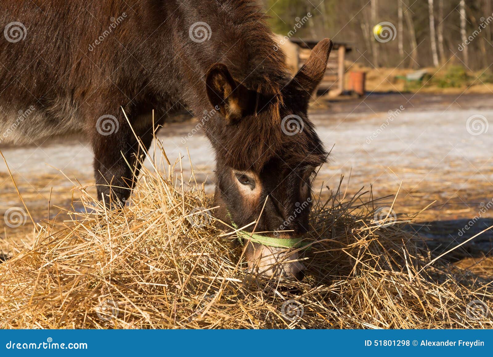 El Burro En Granja Come Una Hierba Foto de archivo - Imagen de alimento ...