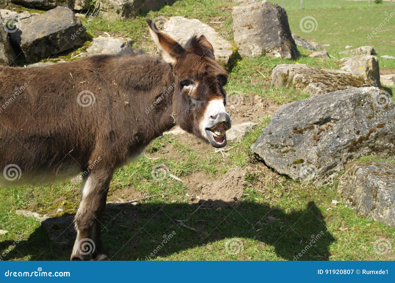 El Burro Muestra Los Dientes Imagen de archivo - Imagen de seguro, risa ...